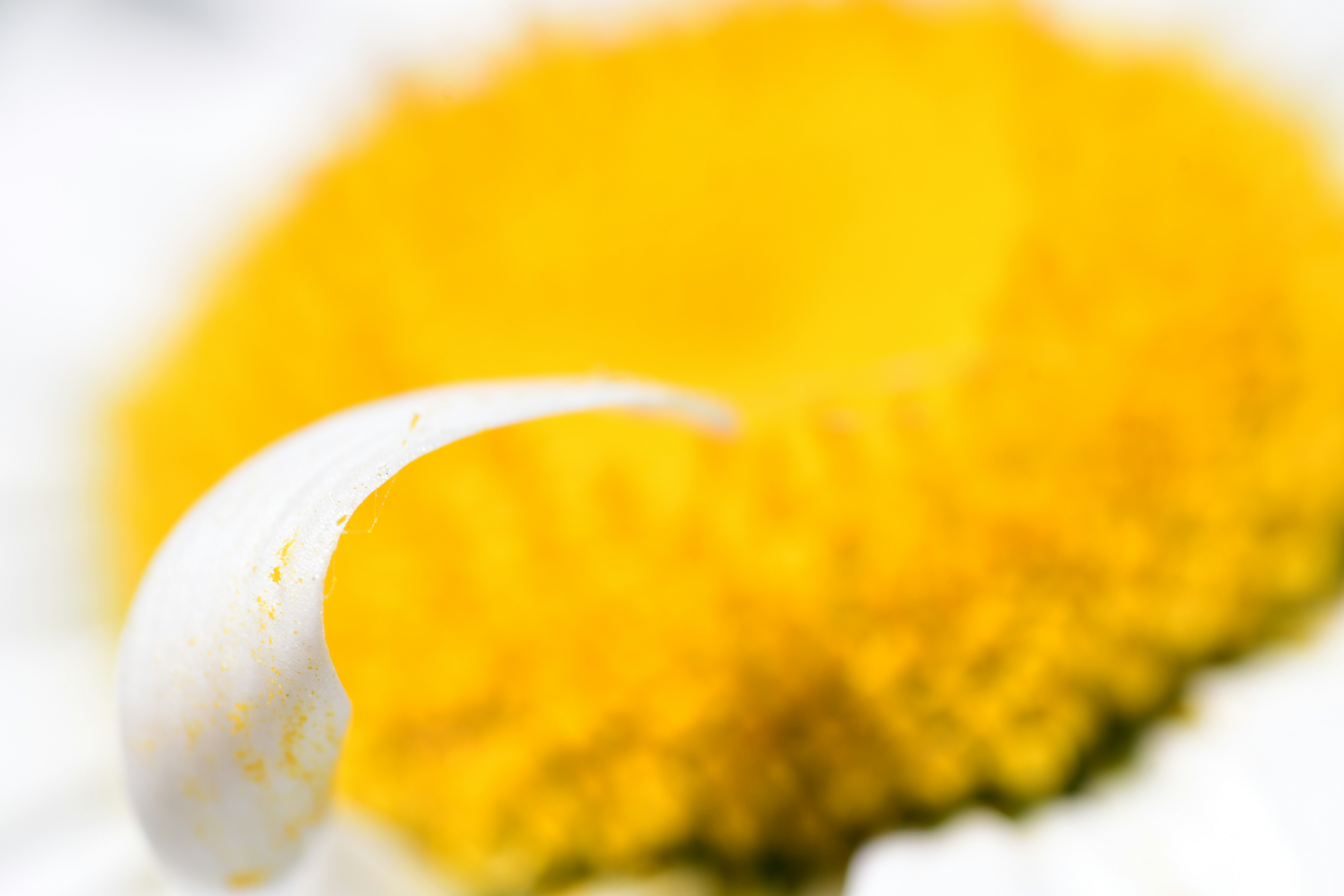 Sculpted White Curve Framing a Golden Sunflower Core