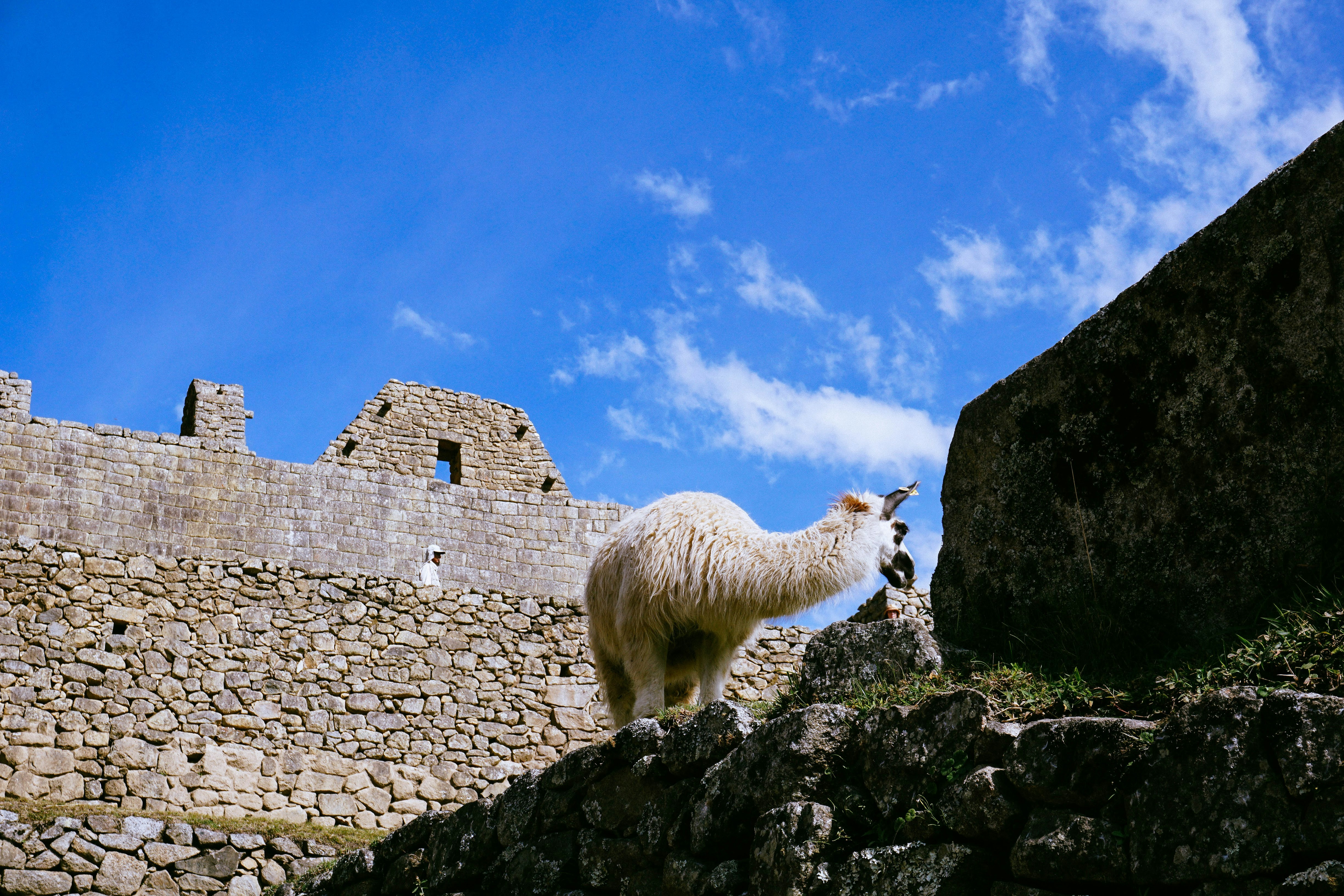 Llama Scout on a Stone Balcony Amid Ancient Ruins Beneath a Bright Blue Sky