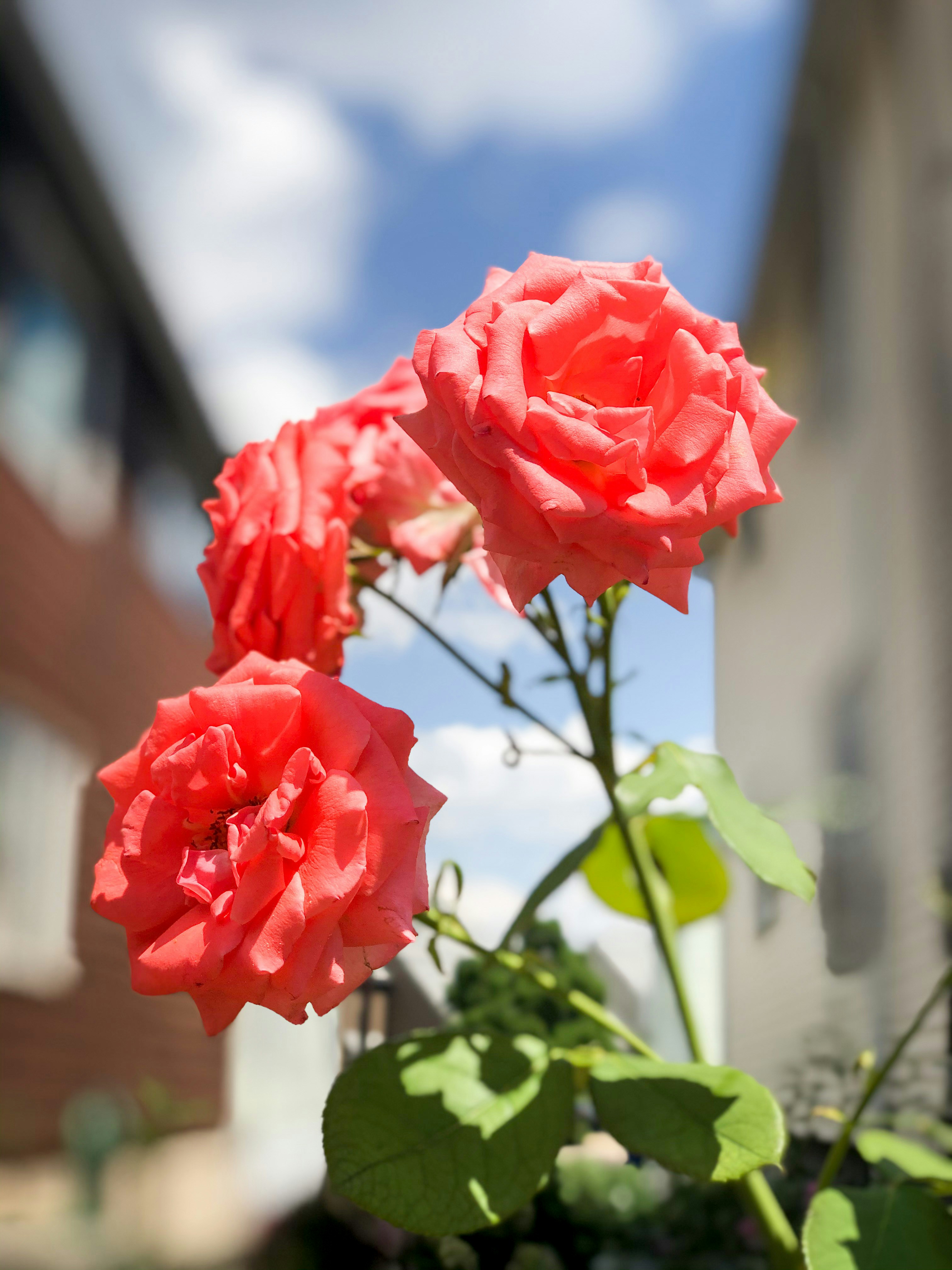 Rosa Rose blüht tagsüber Foto – Kostenloses Bild zum Thema Rose auf ...