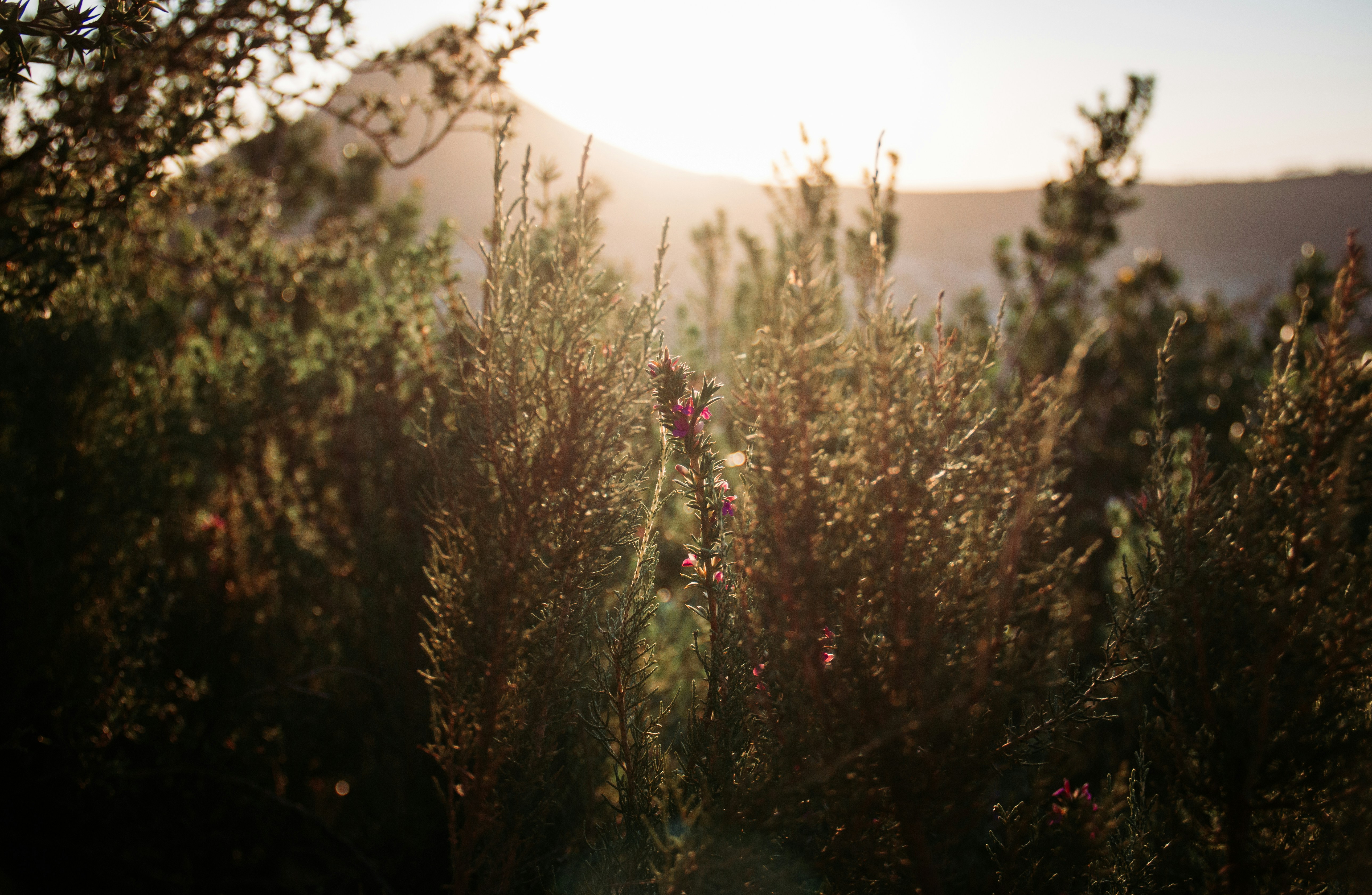 Sunlight filters through lush greenery, highlighting delicate wildflowers in a serene landscape. The distant mountains provide a soft backdrop.