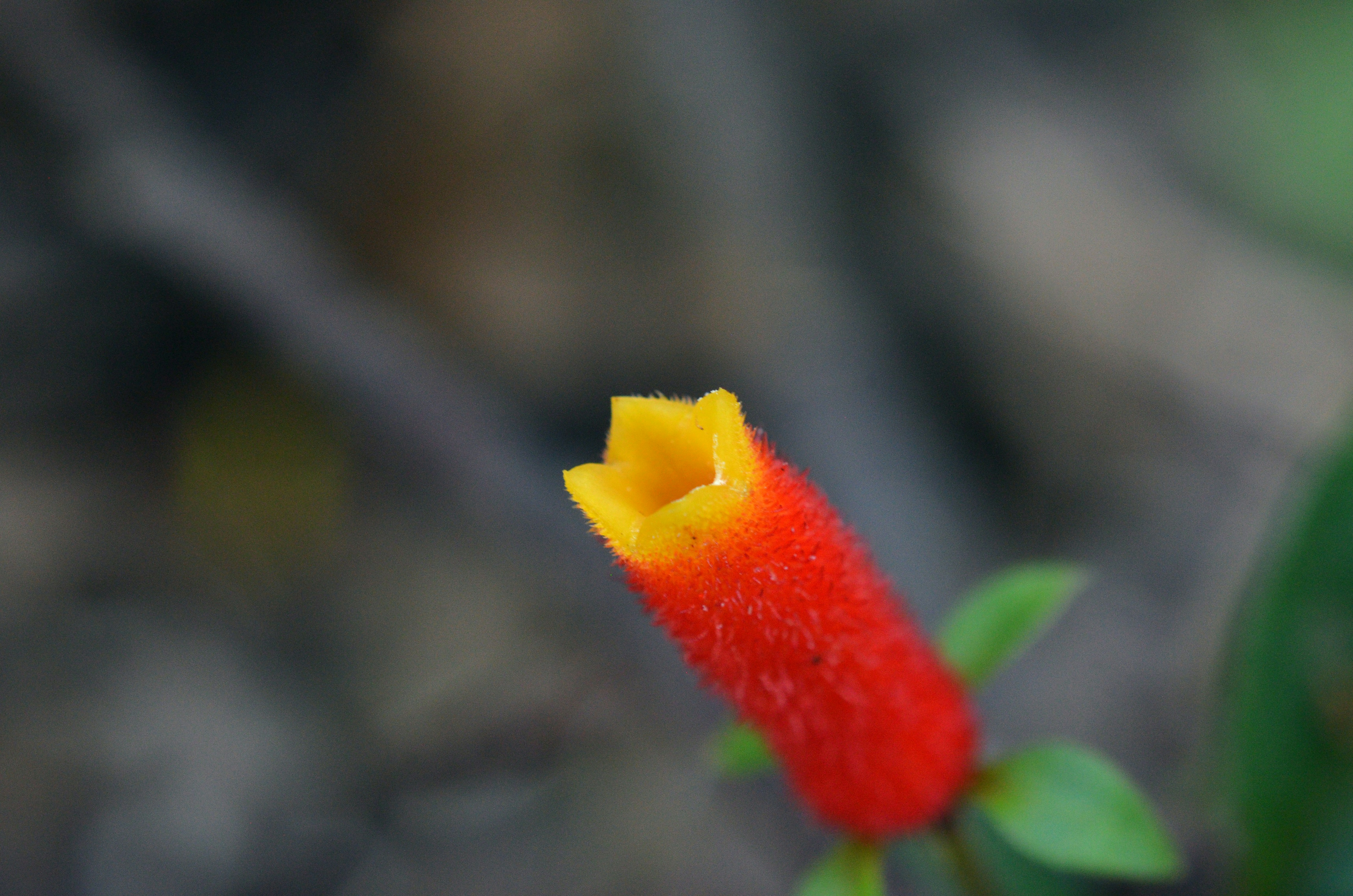 Scarlet Velvet Tube Bloom with a Sunlit Yellow Tip