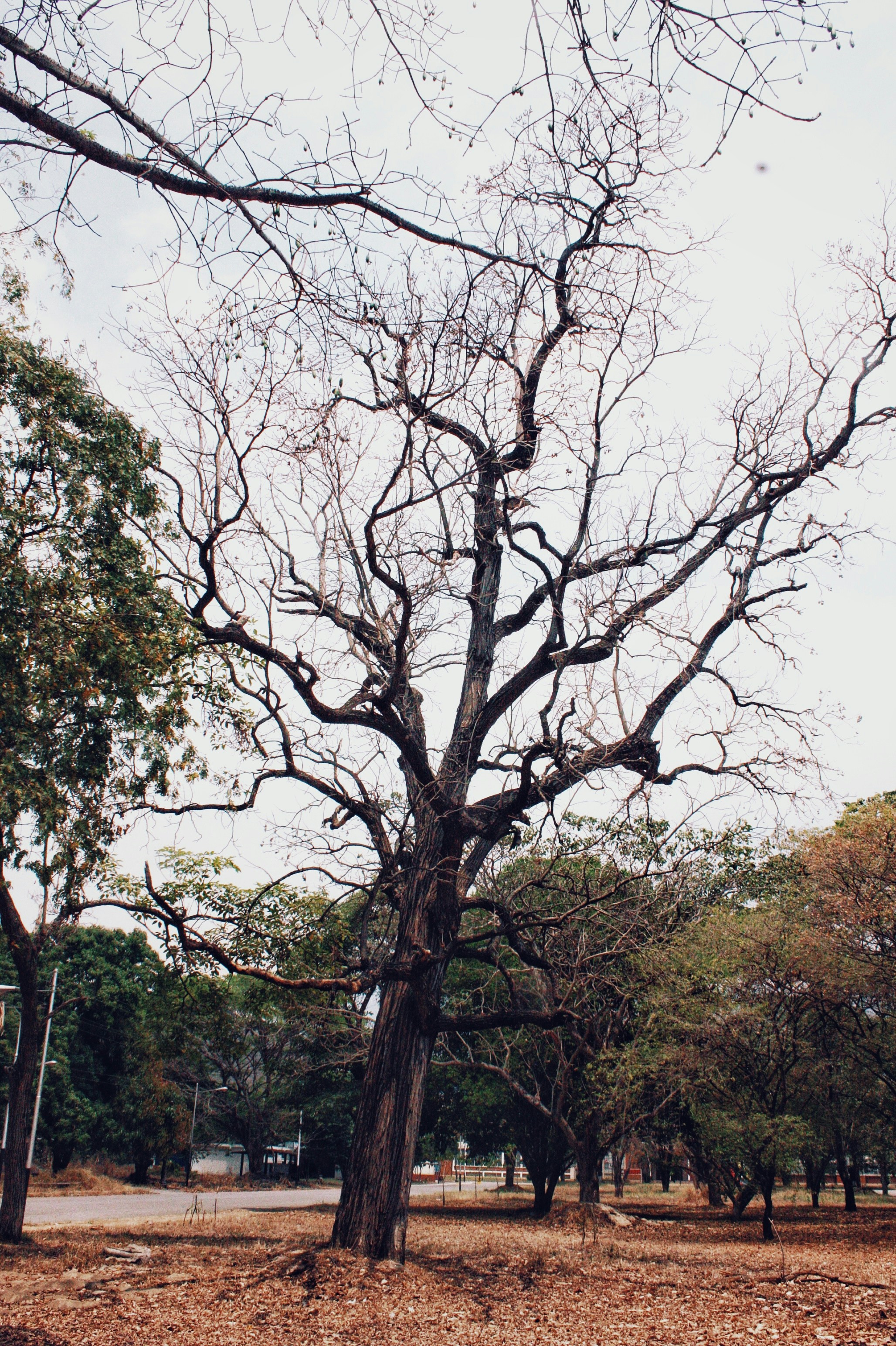 A leafless tree stands tall amidst a sparse landscape, surrounded by faintly green foliage and a hint of a pathway. The scene conveys a sense of quiet reflection.