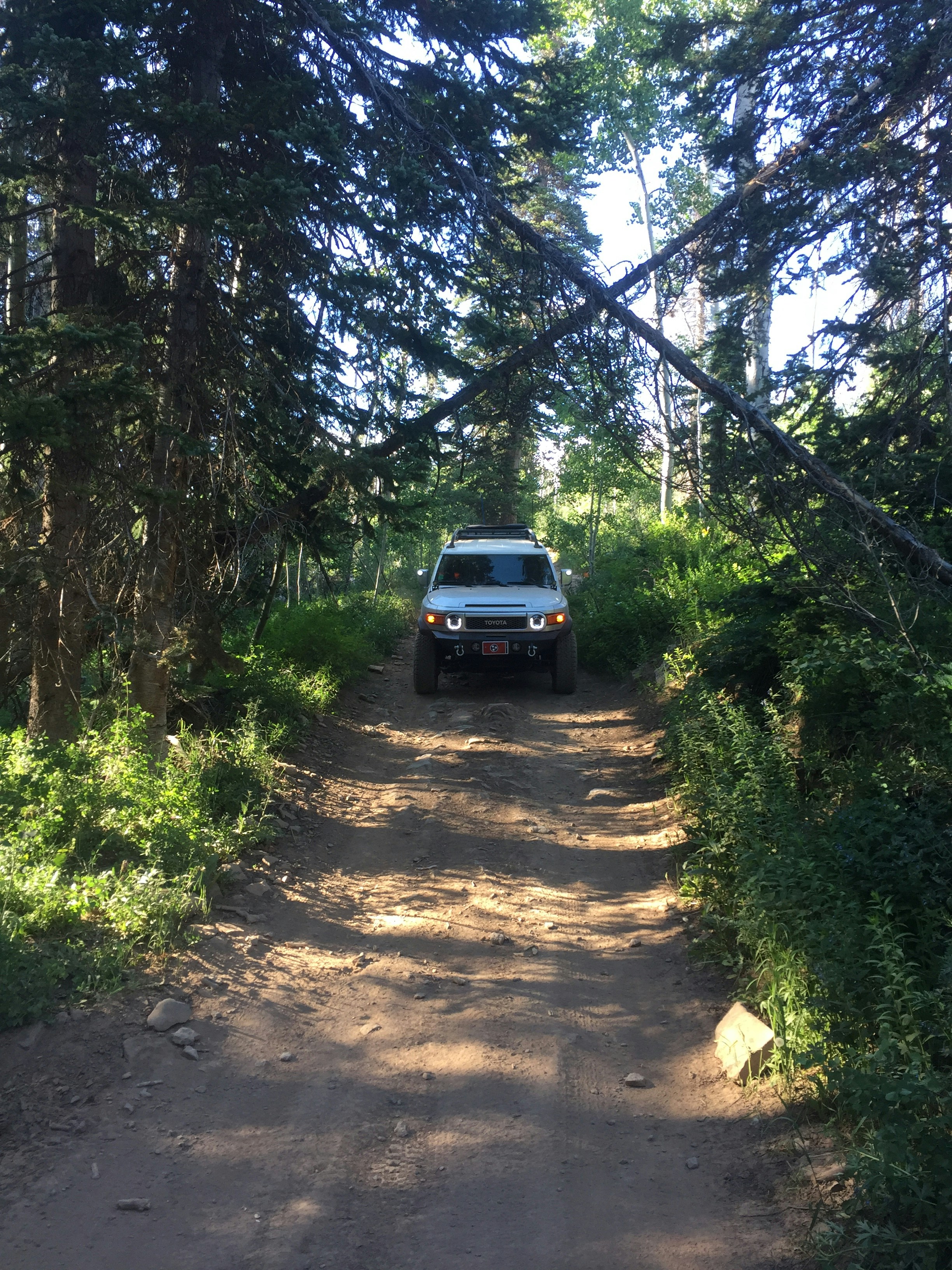 Sunlit Pines, Narrow Trail: SUV Navigates a Forest Corridor