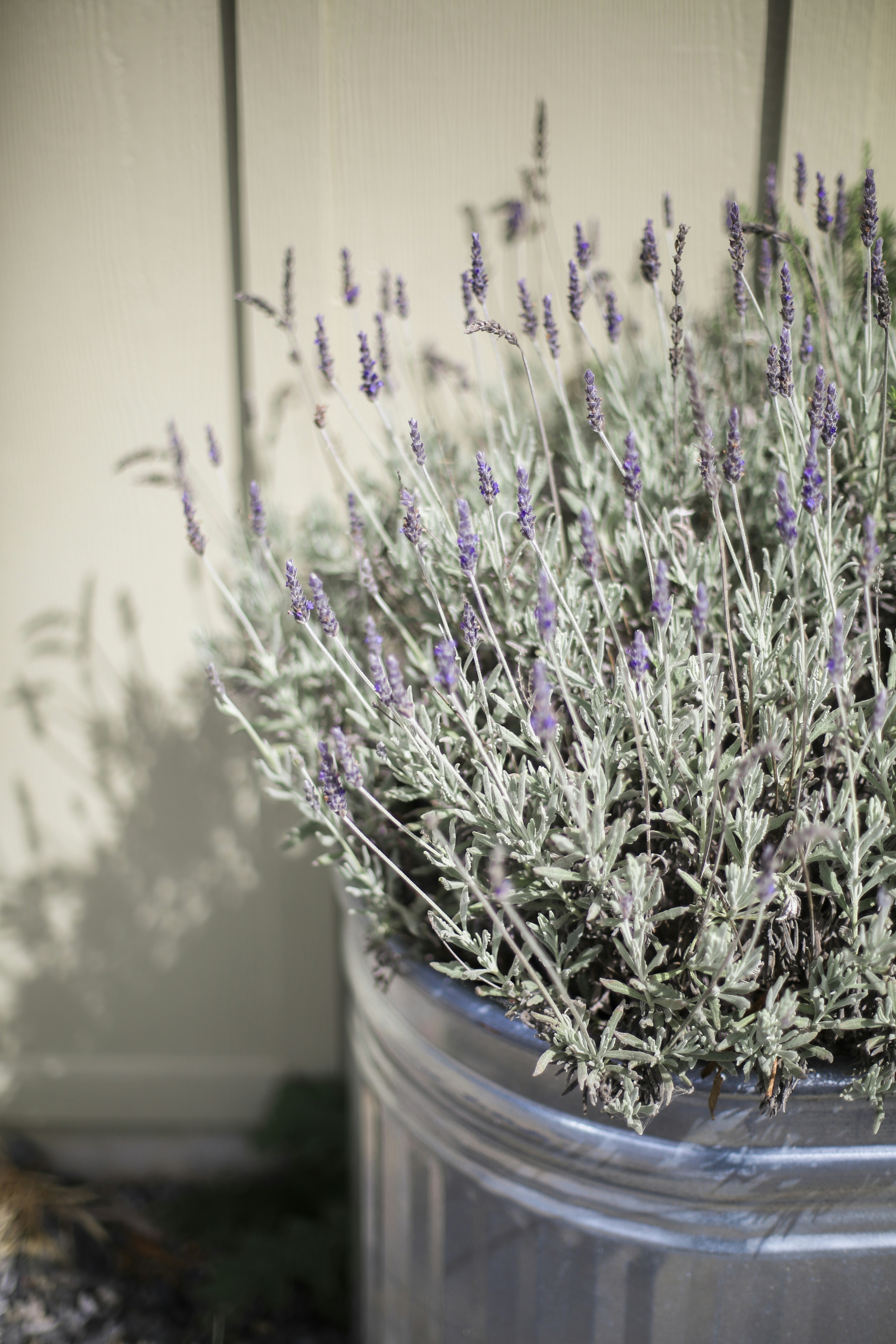 Lavender in a Weathered Tin Planter: Quiet Sunlit Spikes by the Fence