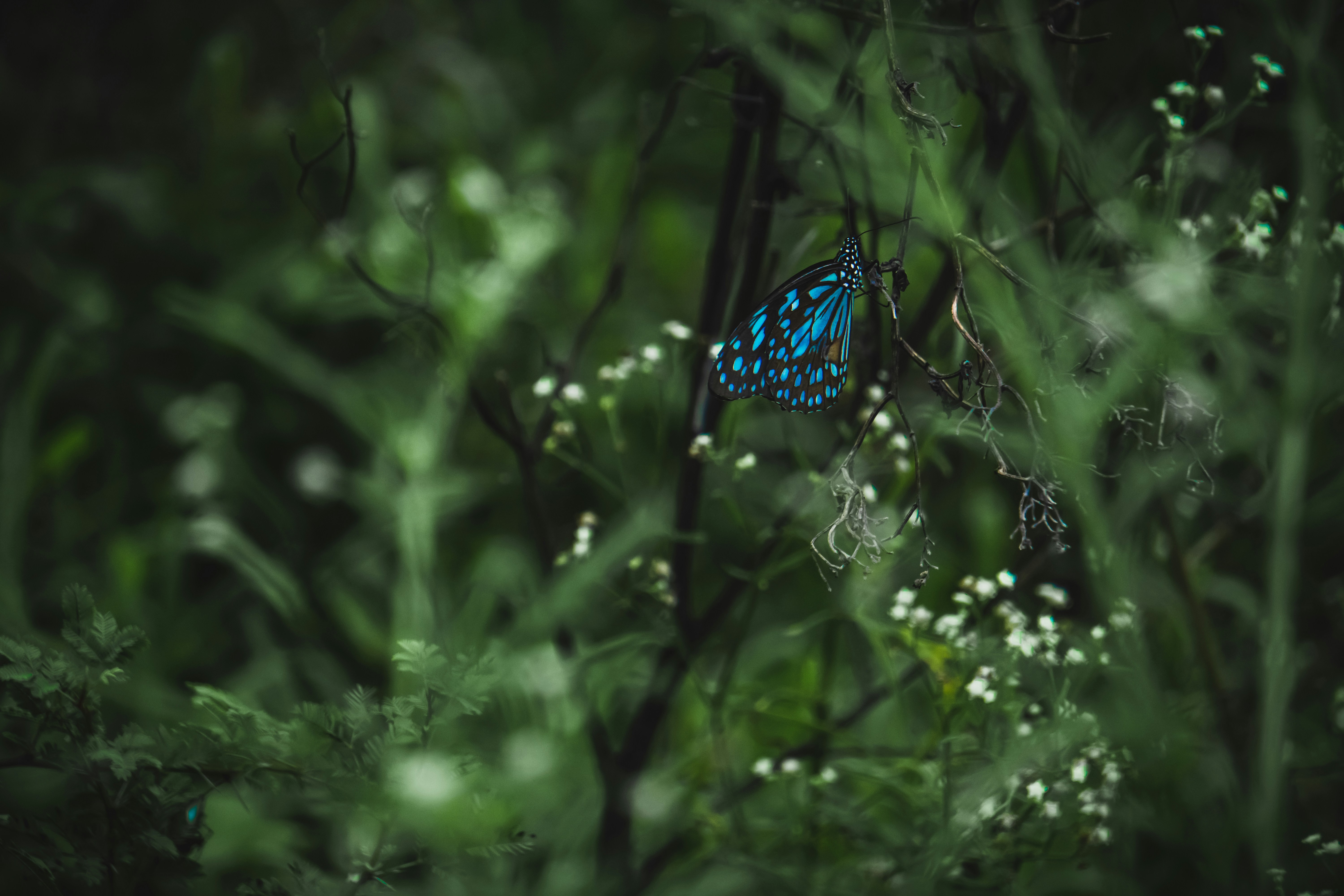 A vibrant blue butterfly perched delicately among lush green foliage, showcasing nature's intricate beauty.