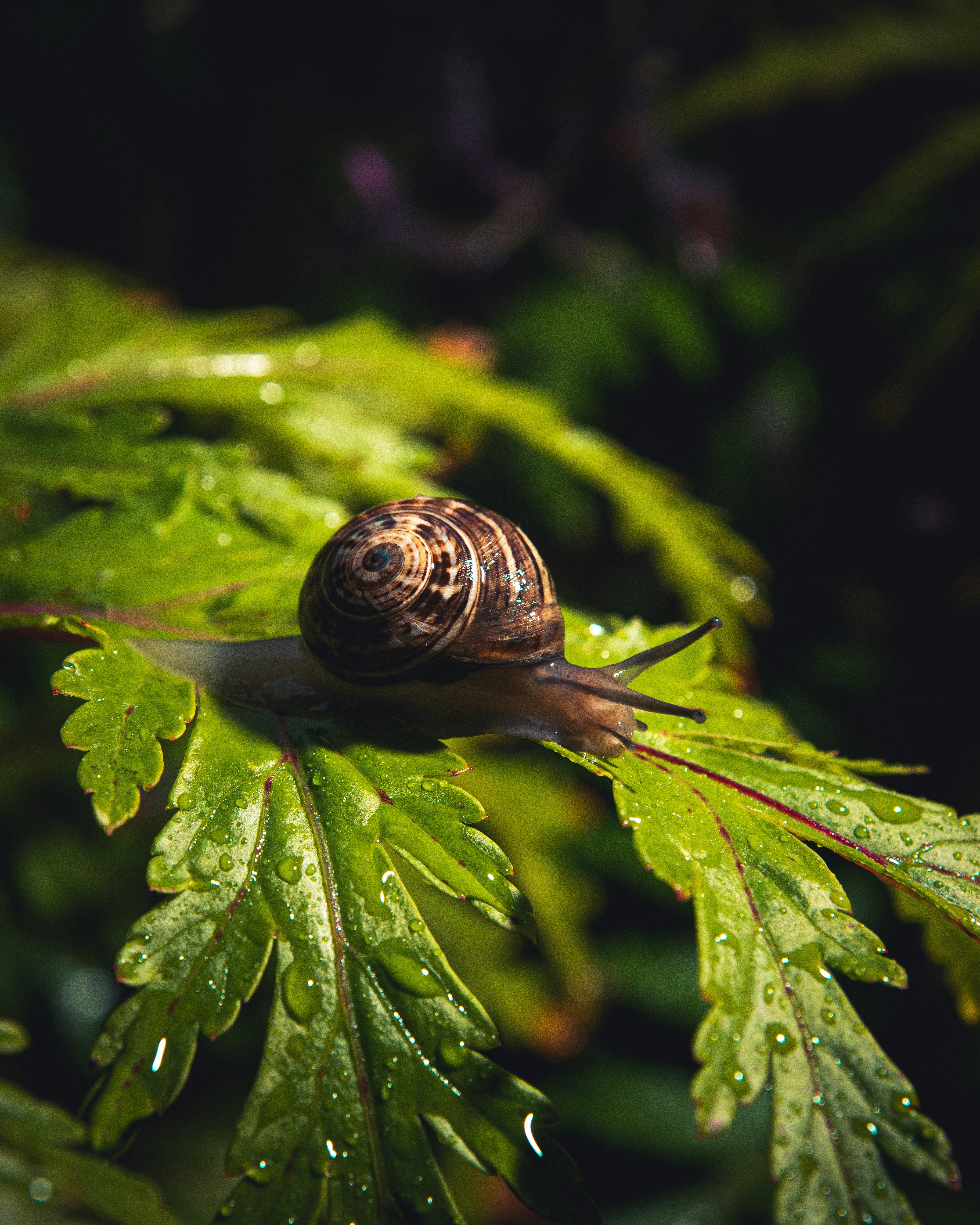 500+ Snail Pictures [HQ] | Download Free Images on Unsplash