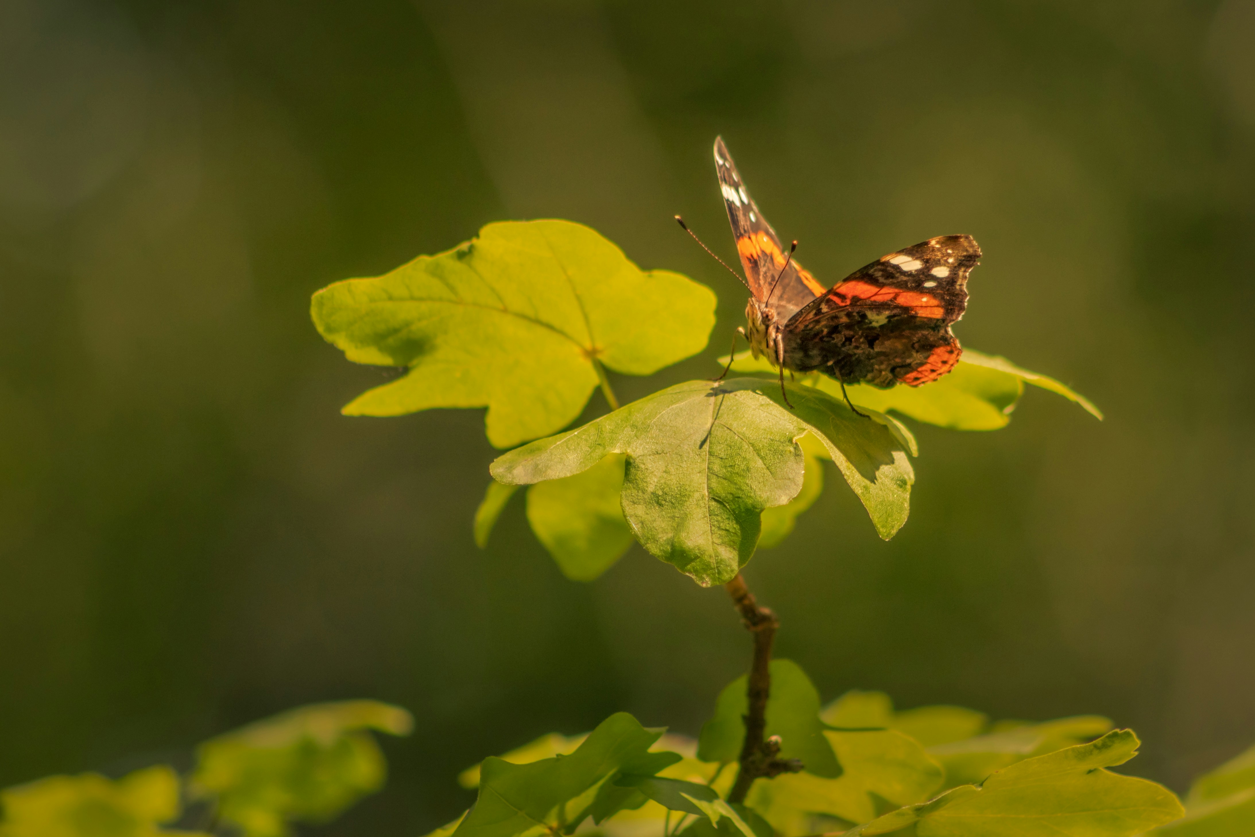 Amber Wings on a Sunlit Leaf