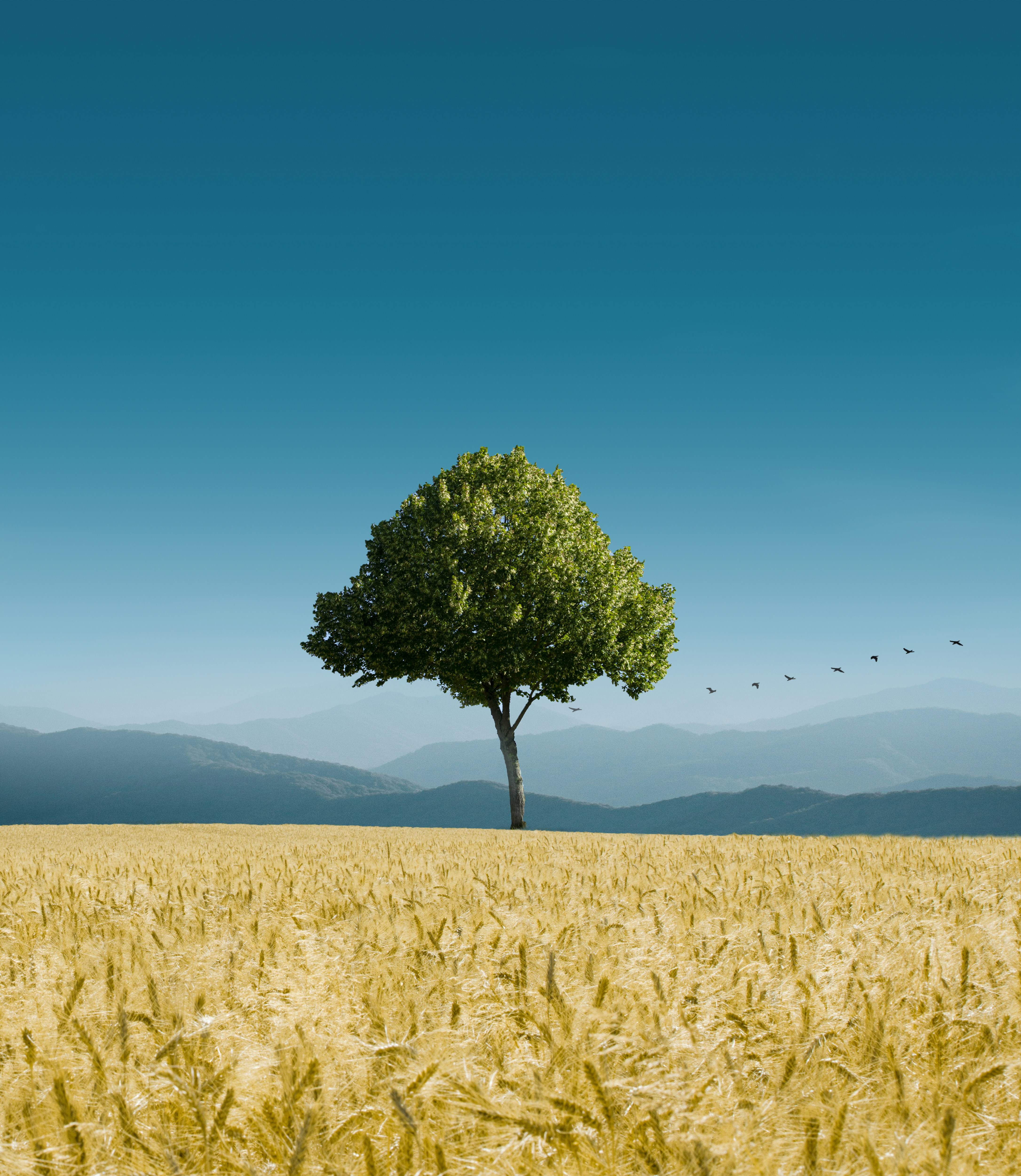 Photograph of a lone tree in a golden wheat field under a blue gradient sky, with distant mountains and a flock of birds.