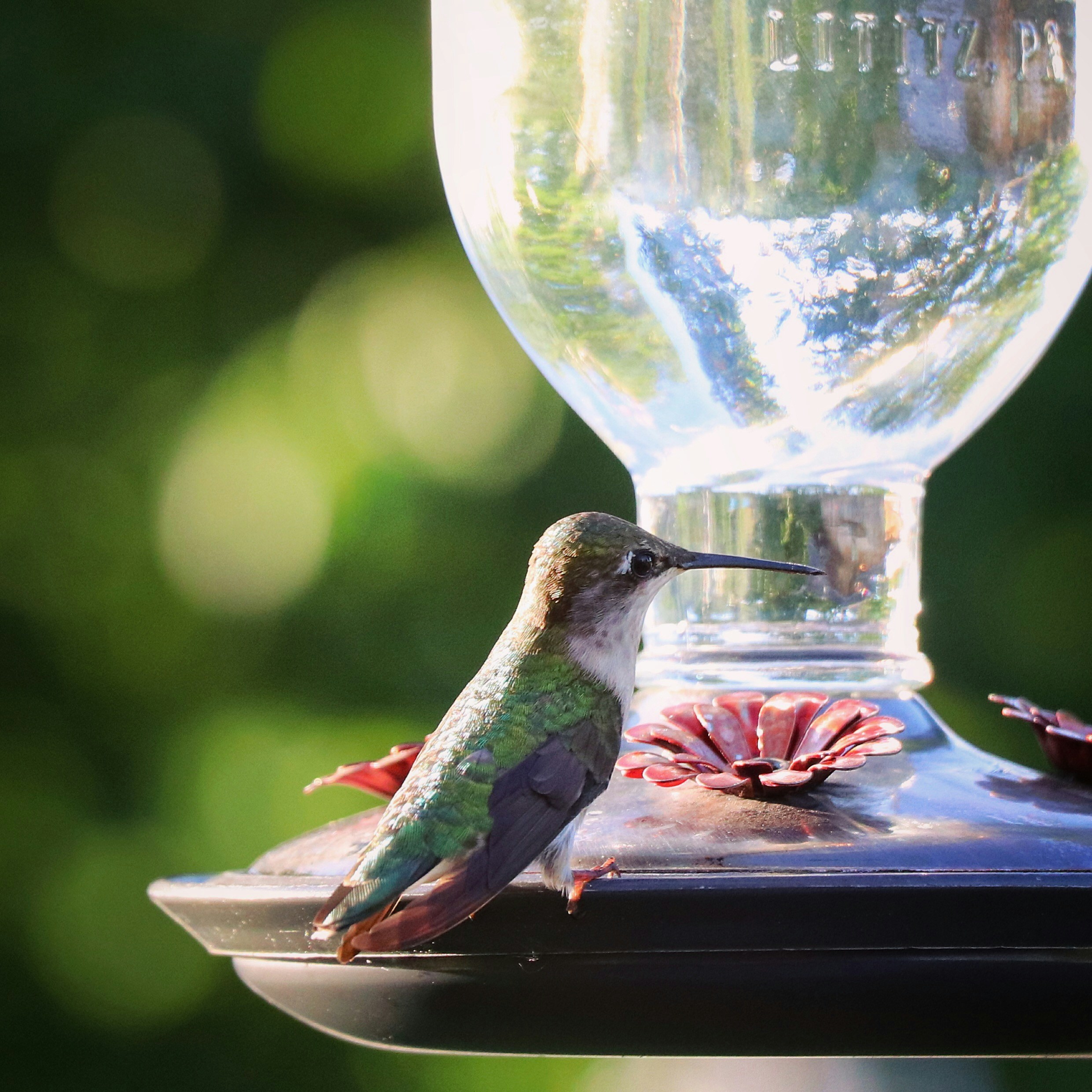 Emerald Minstrel at the Crystal Feeder