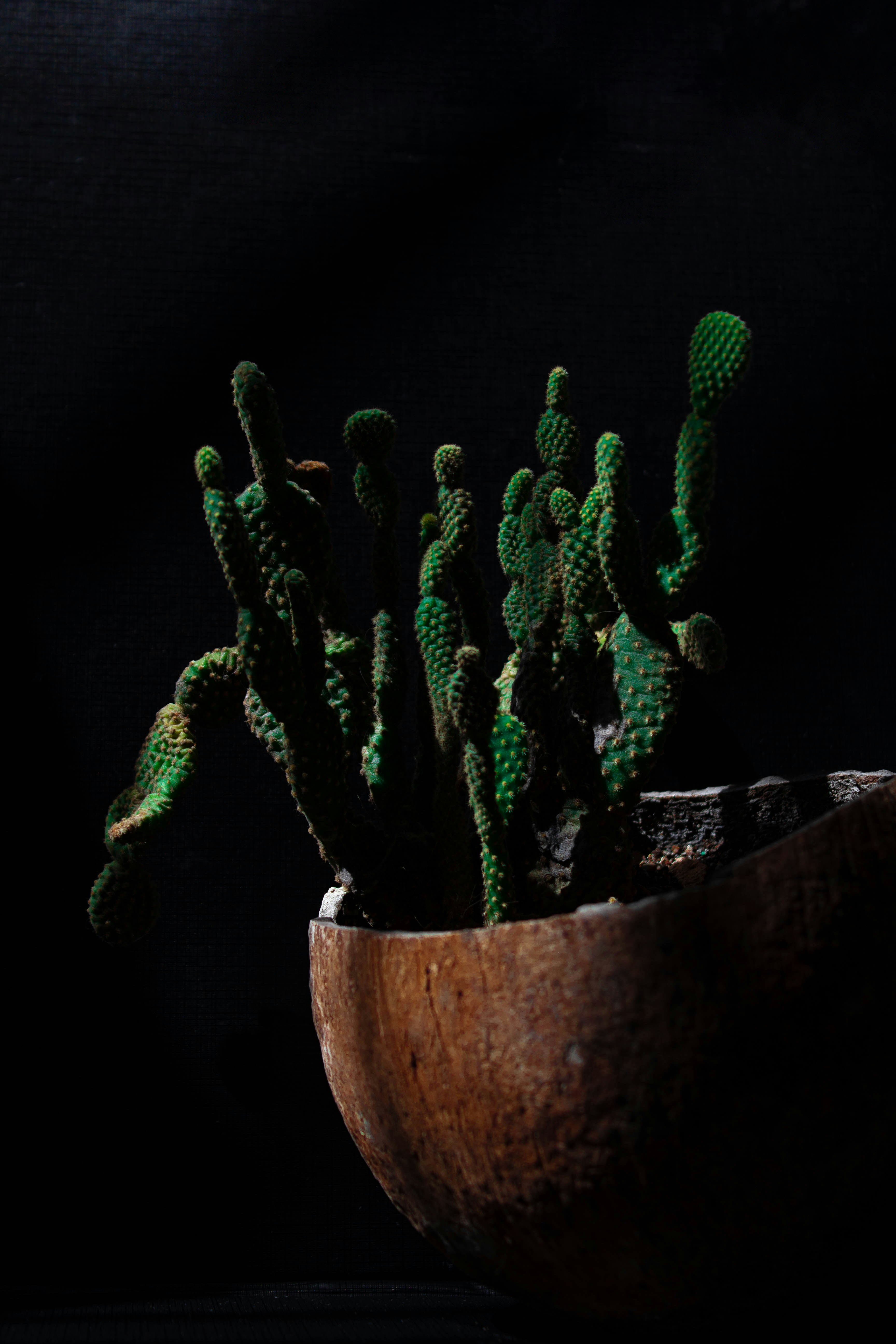green cactus plant on brown wooden pot