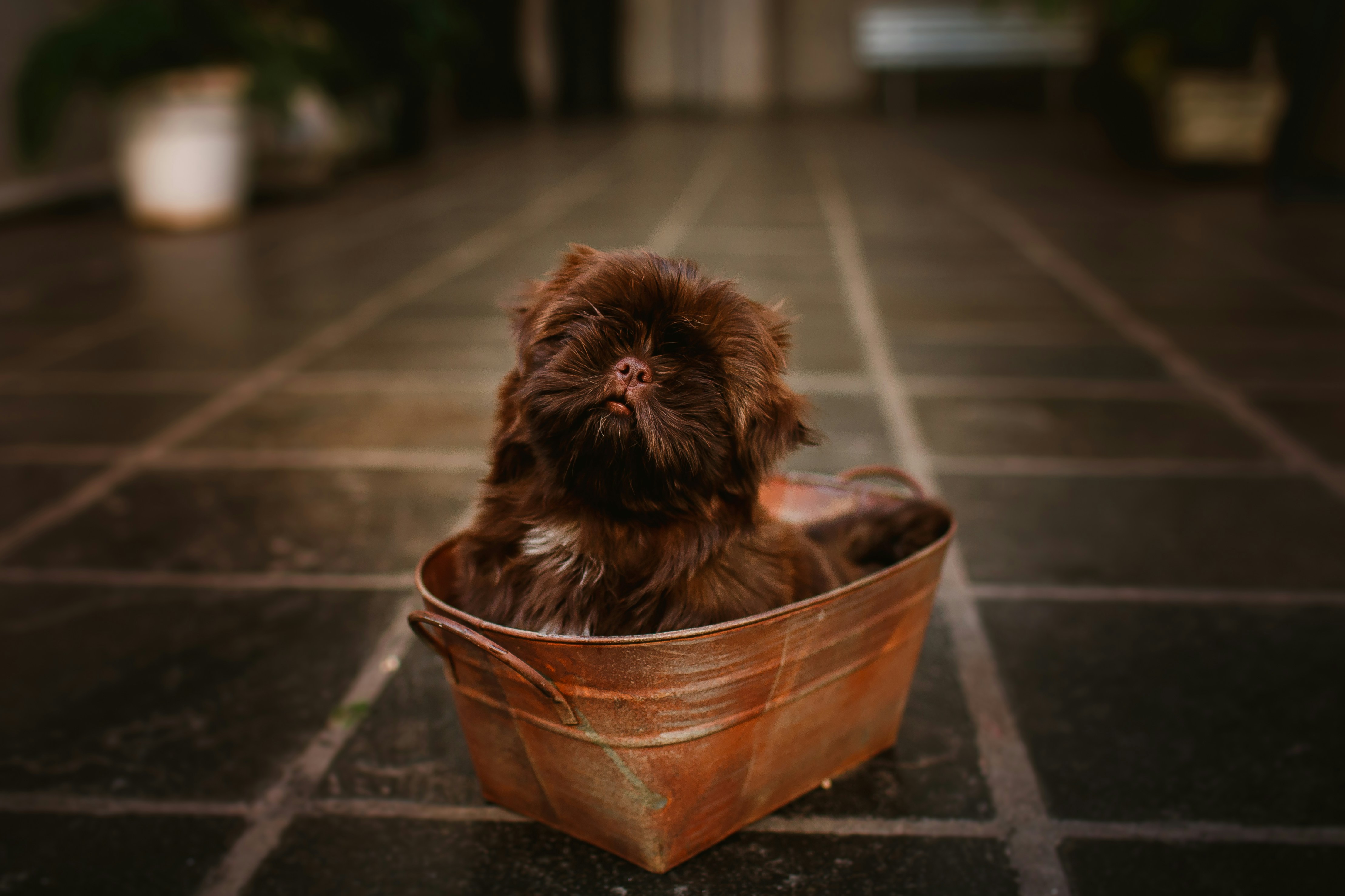 brown long coated small dog in brown wicker basket