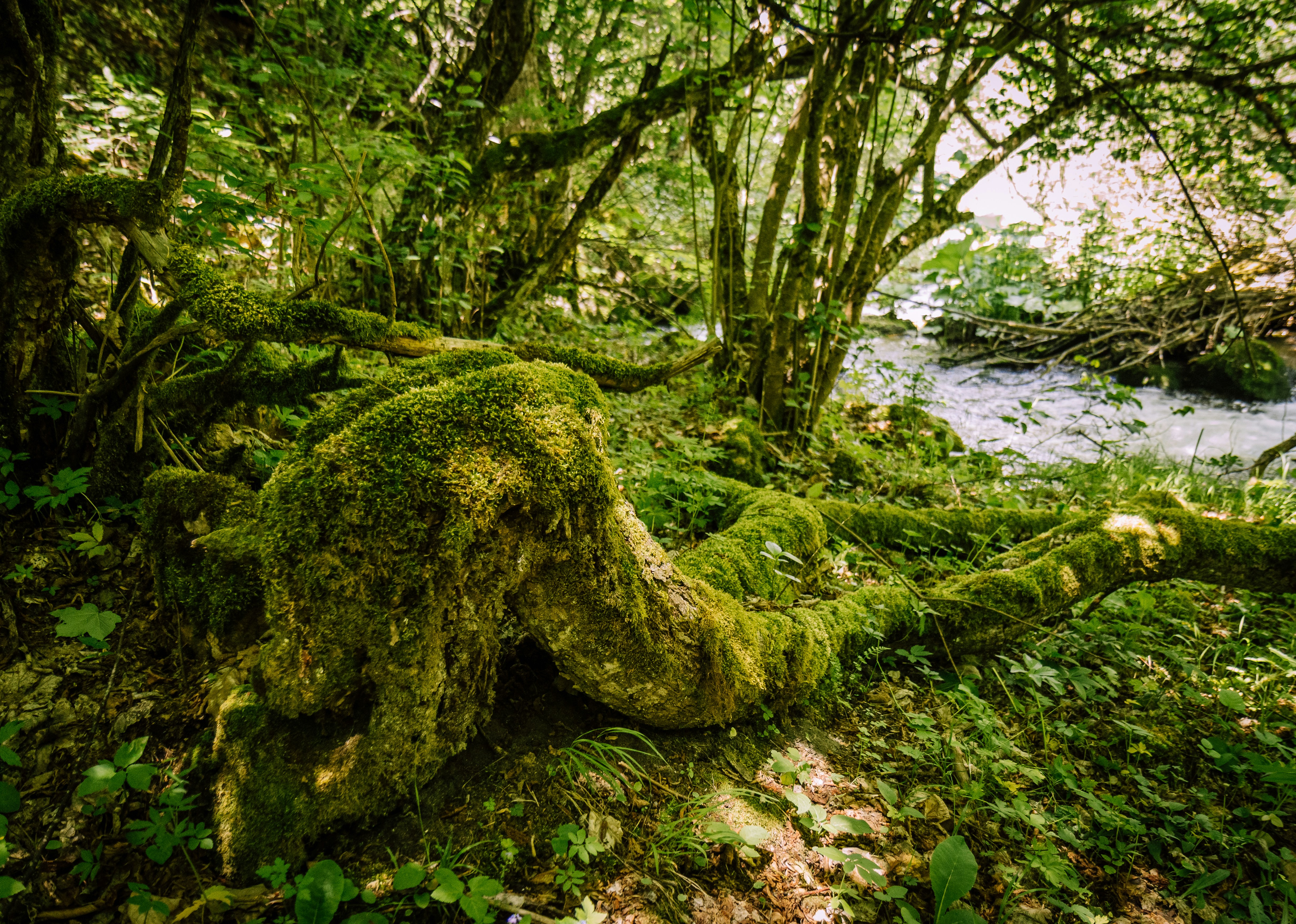 This enchanting image captures a serene forest scene, where a moss-covered fallen tree takes center stage amidst lush greenery. The vibrant greens of the moss and surrounding foliage create a rich tapestry of natural hues, while dappled sunlight filters through the canopy, casting gentle shadows across the forest floor. The tranquil atmosphere is heightened by the soft, ambient lighting, which adds depth and a sense of mystery to this captivating woodland landscape.