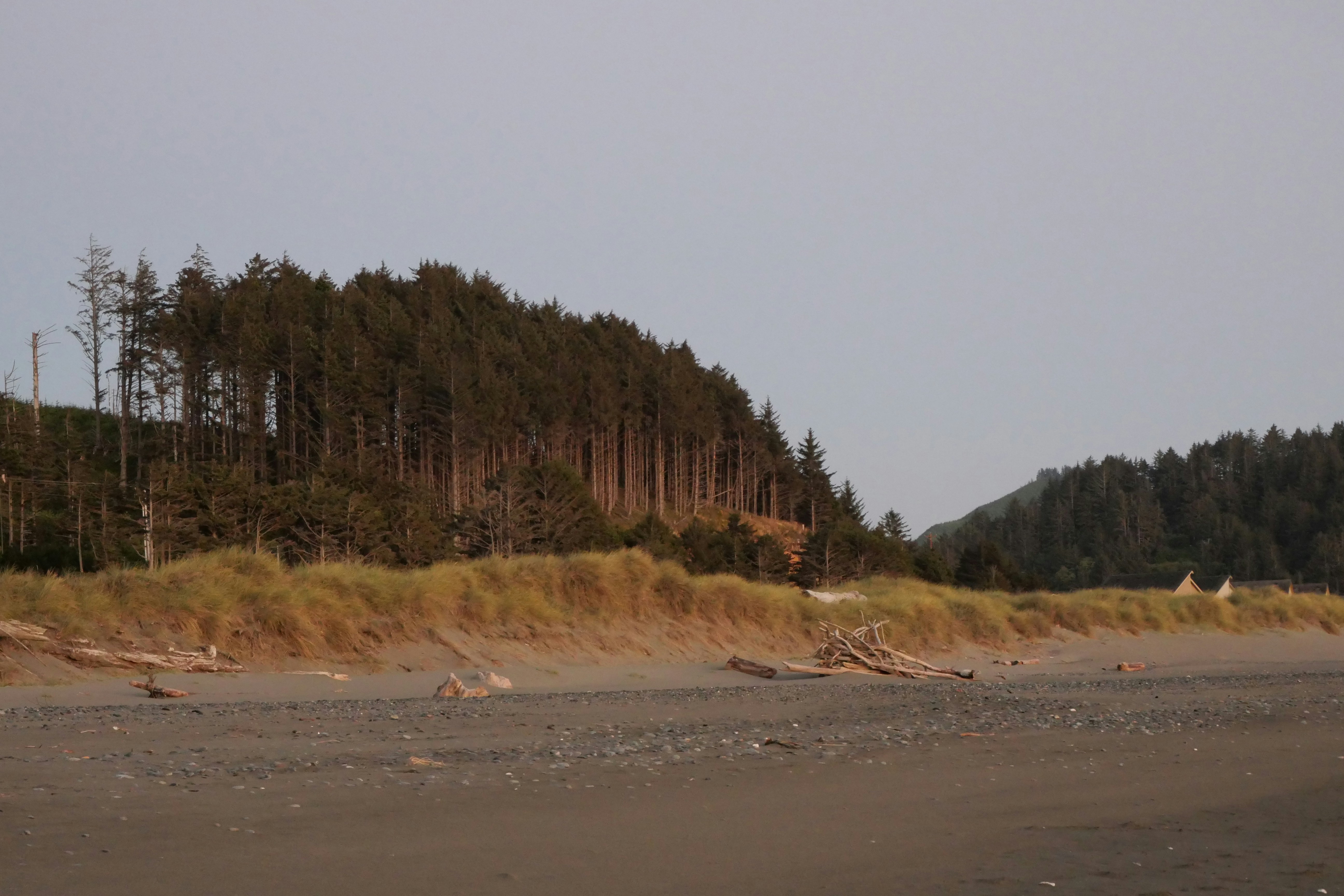 A quiet coastal landscape with a broad sandy beach and scattered driftwood, backed by a line of pine trees on wind-sculpted dunes. The scene emphasizes the tranquil shore and natural textures.