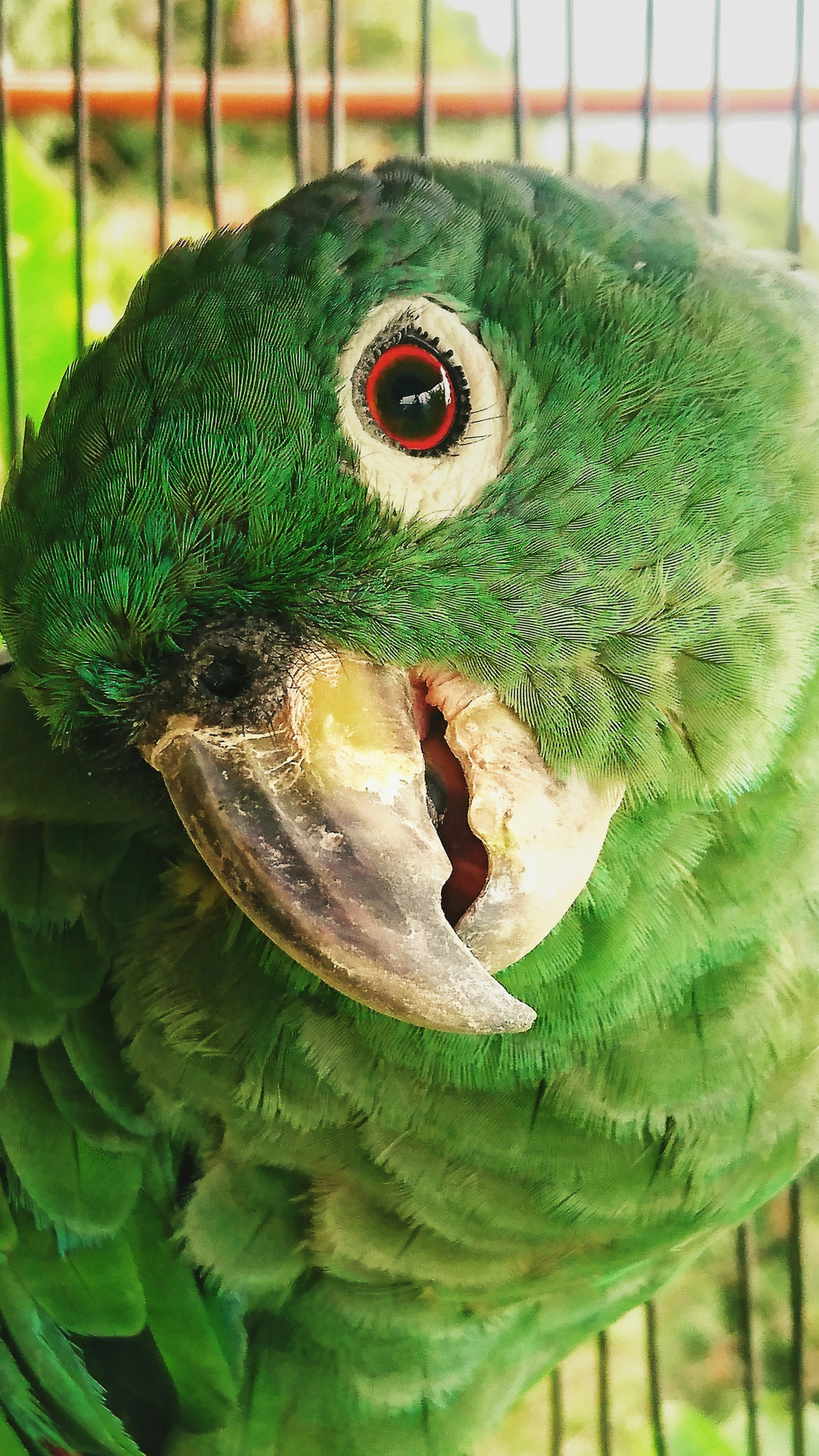 ParrotJorge Salvador