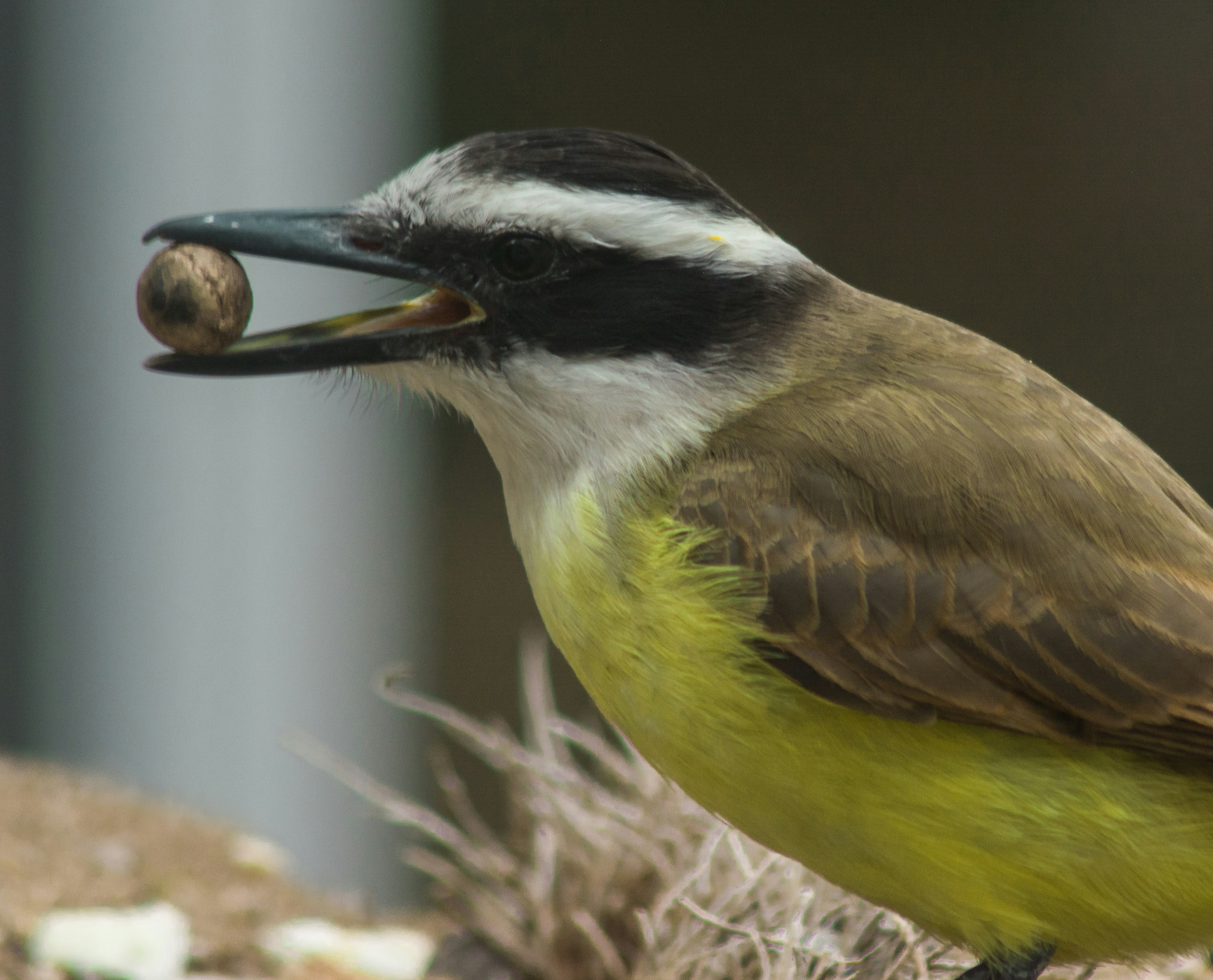 yellow and black bird on brown tree branch
