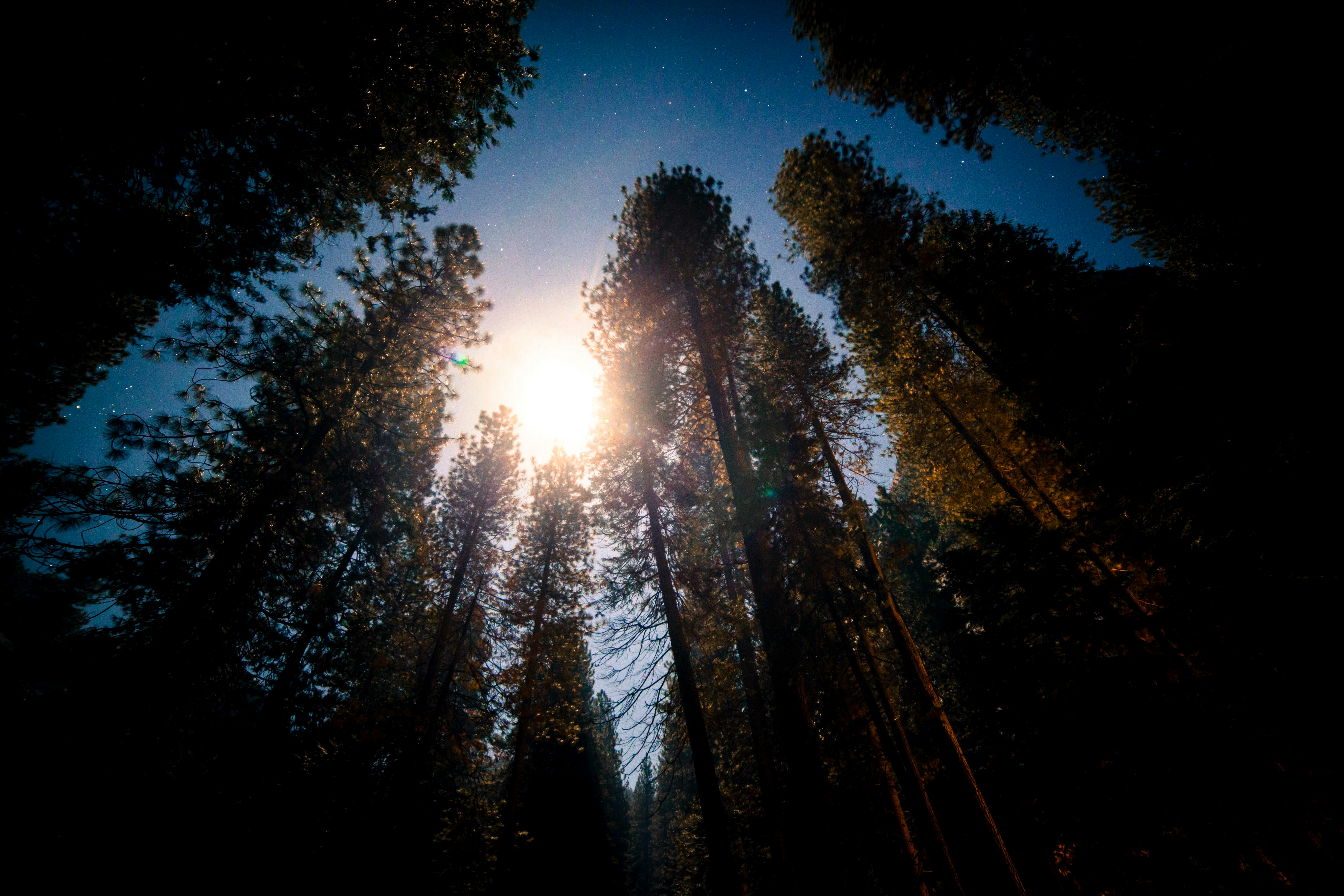 Sunburst Through Megatrees: Night Sky Meets Forest Canopy