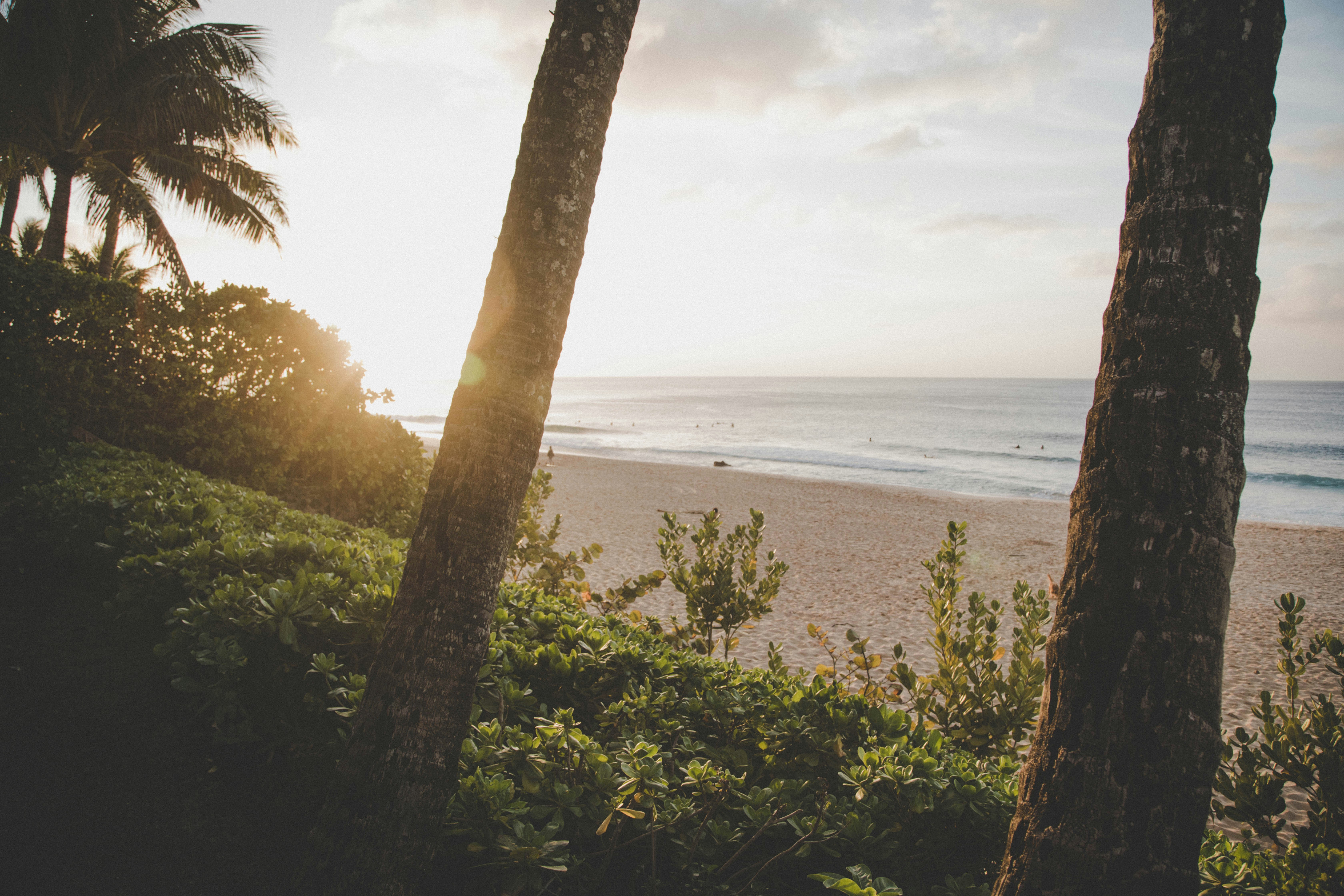 This captivating image captures a tranquil beach scene at sunset, framed by lush greenery and tall palm trees. The warm golden hues of the setting sun cast a gentle glow across the sand and ocean, creating a peaceful and inviting atmosphere. The composition highlights the contrast between the vibrant greens and the soft pastels of the sky, making the image visually striking and immersive.