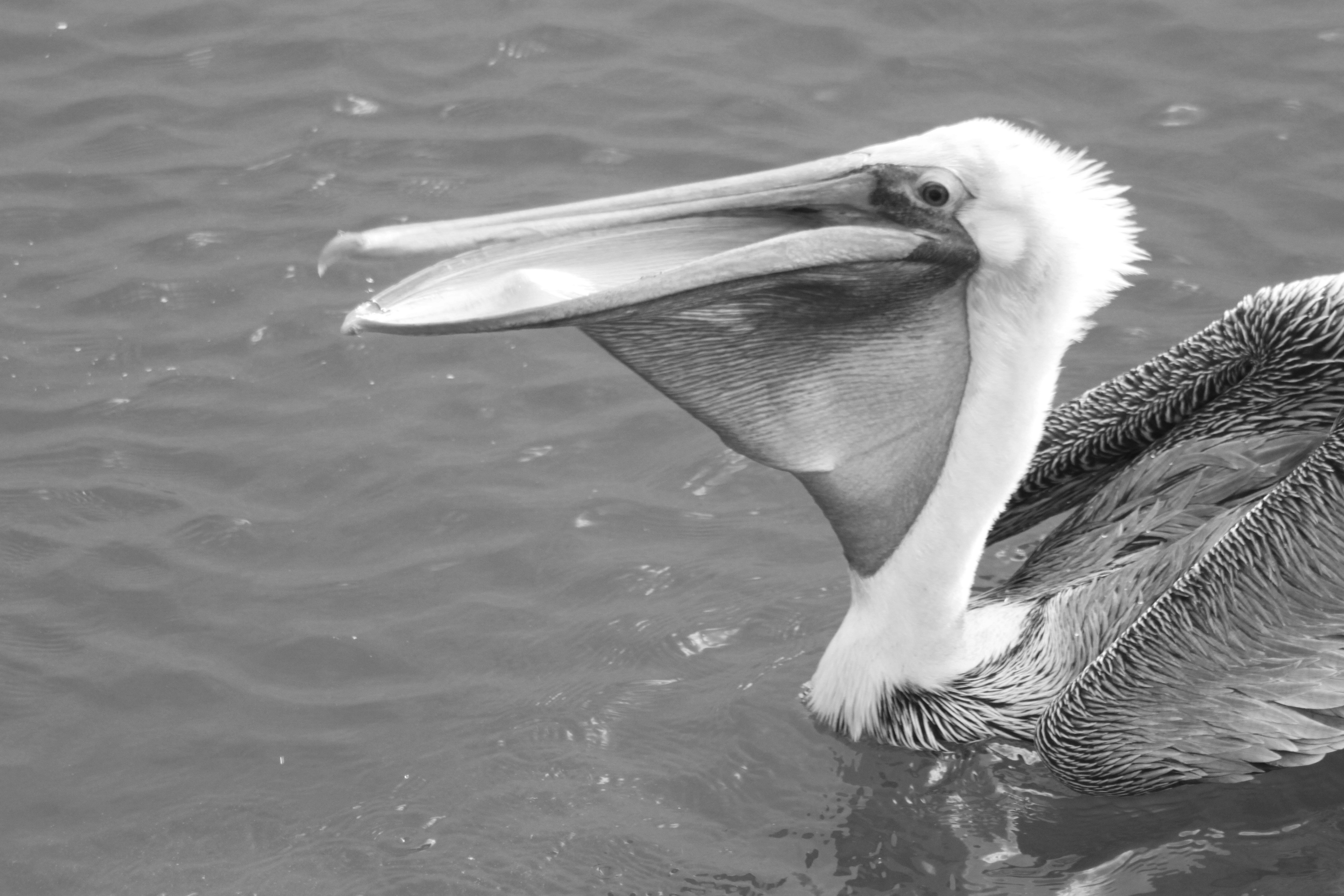 Beak in Focus: A Pelican Portrait Over Quiet Ripples