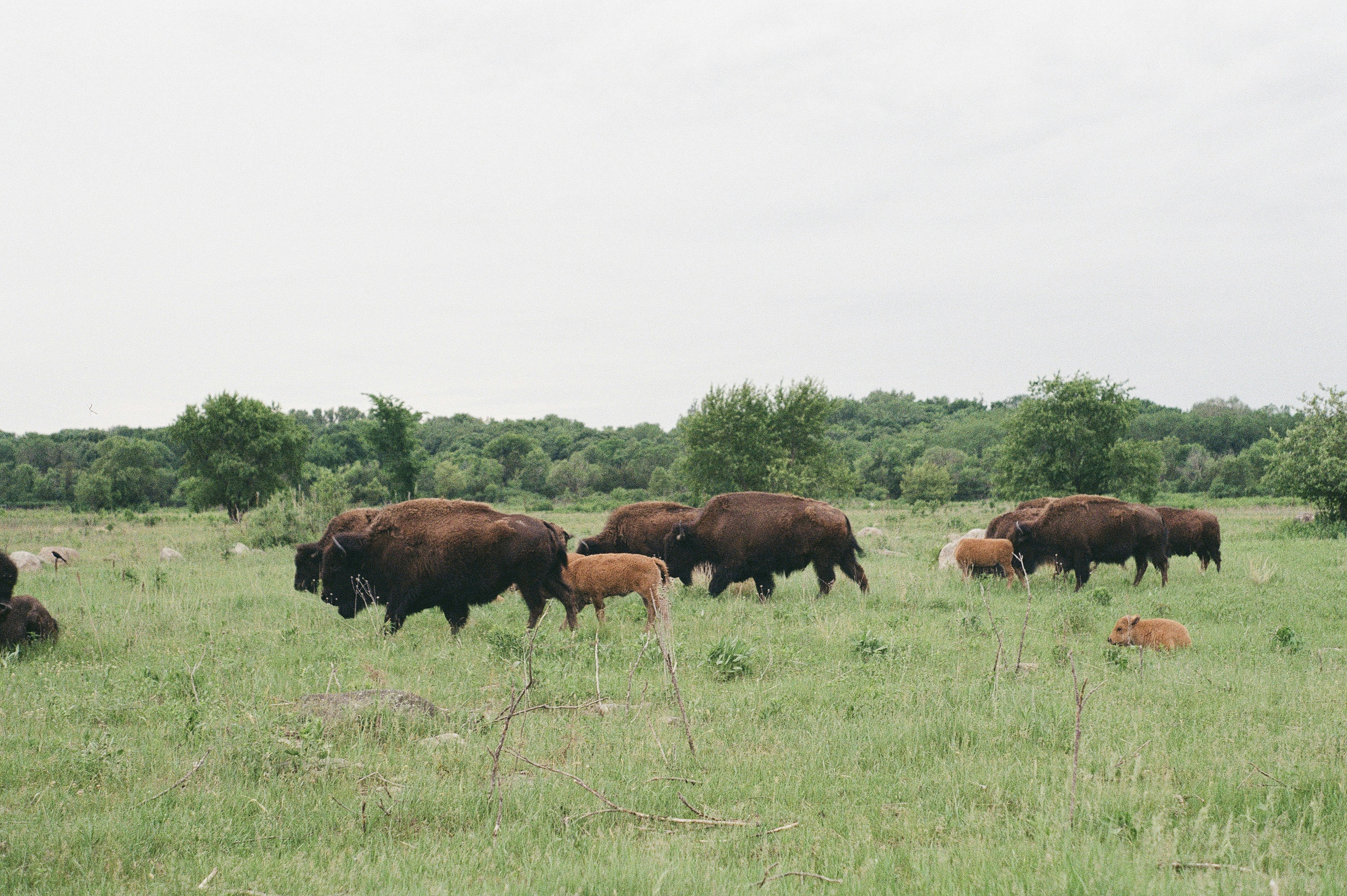 Bison herd grazing in a lush green field under a cloudy sky.