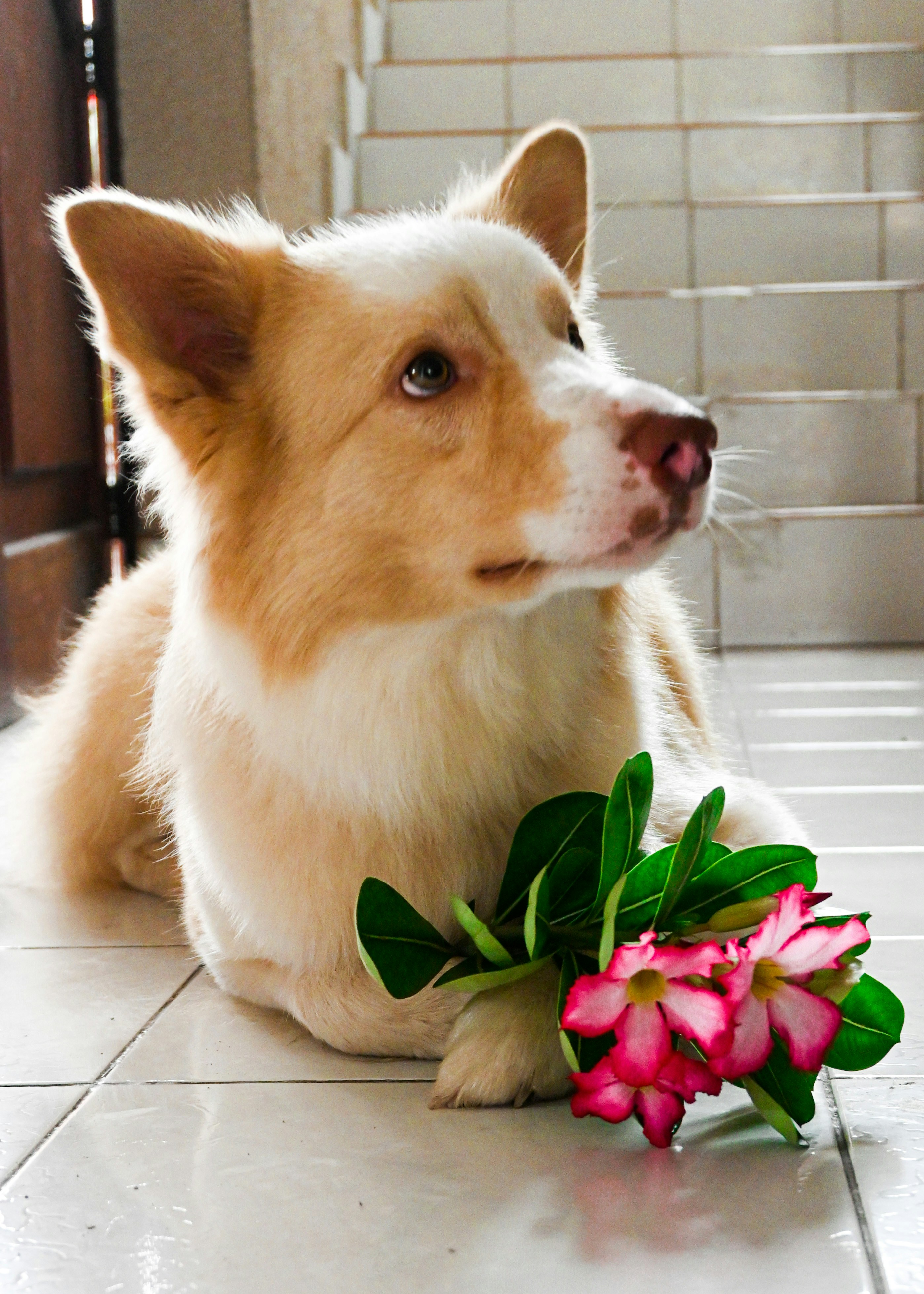 🌺