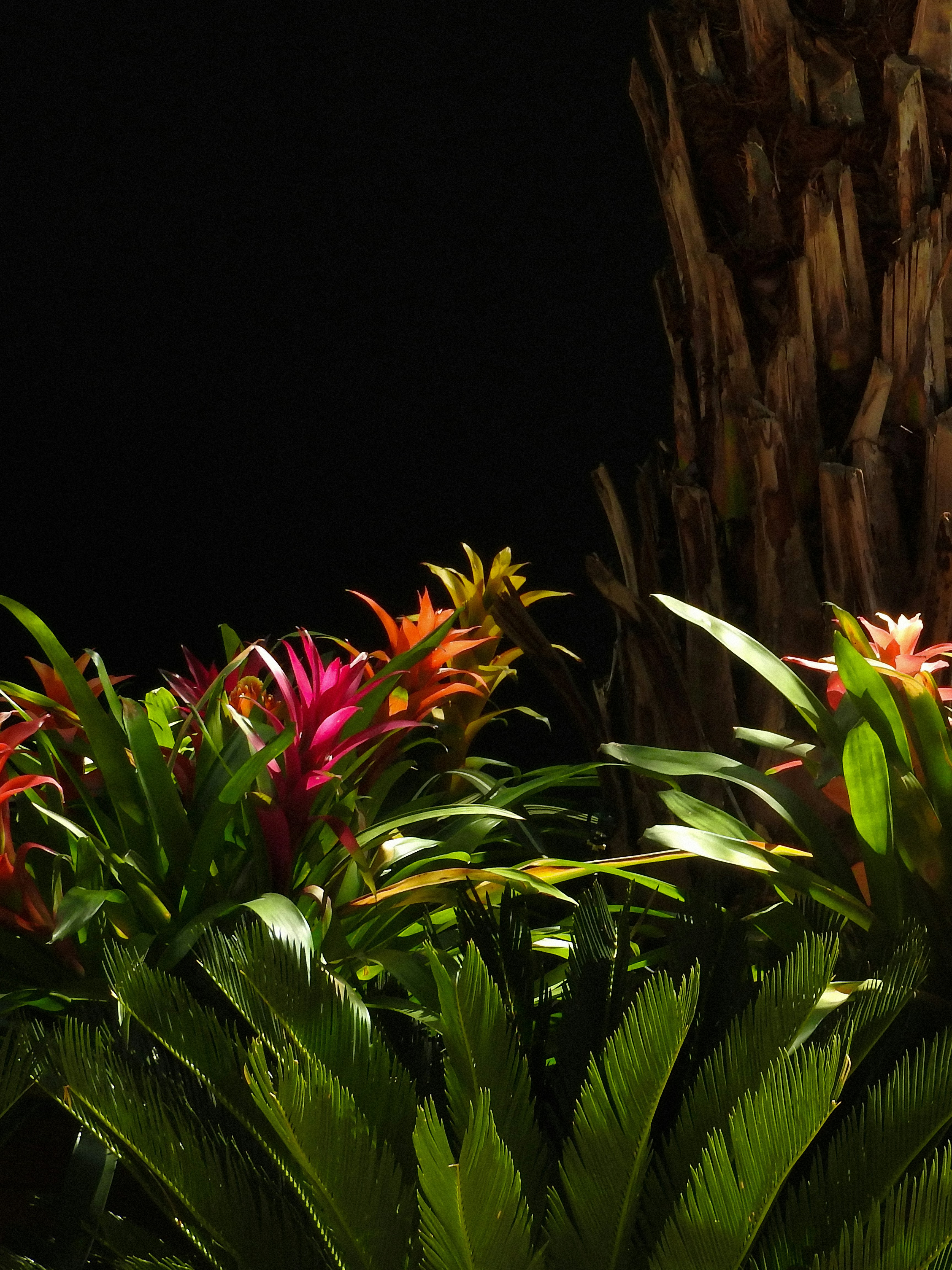 Nocturnal Garden: Neon Tropics Bloom Under Night Sky