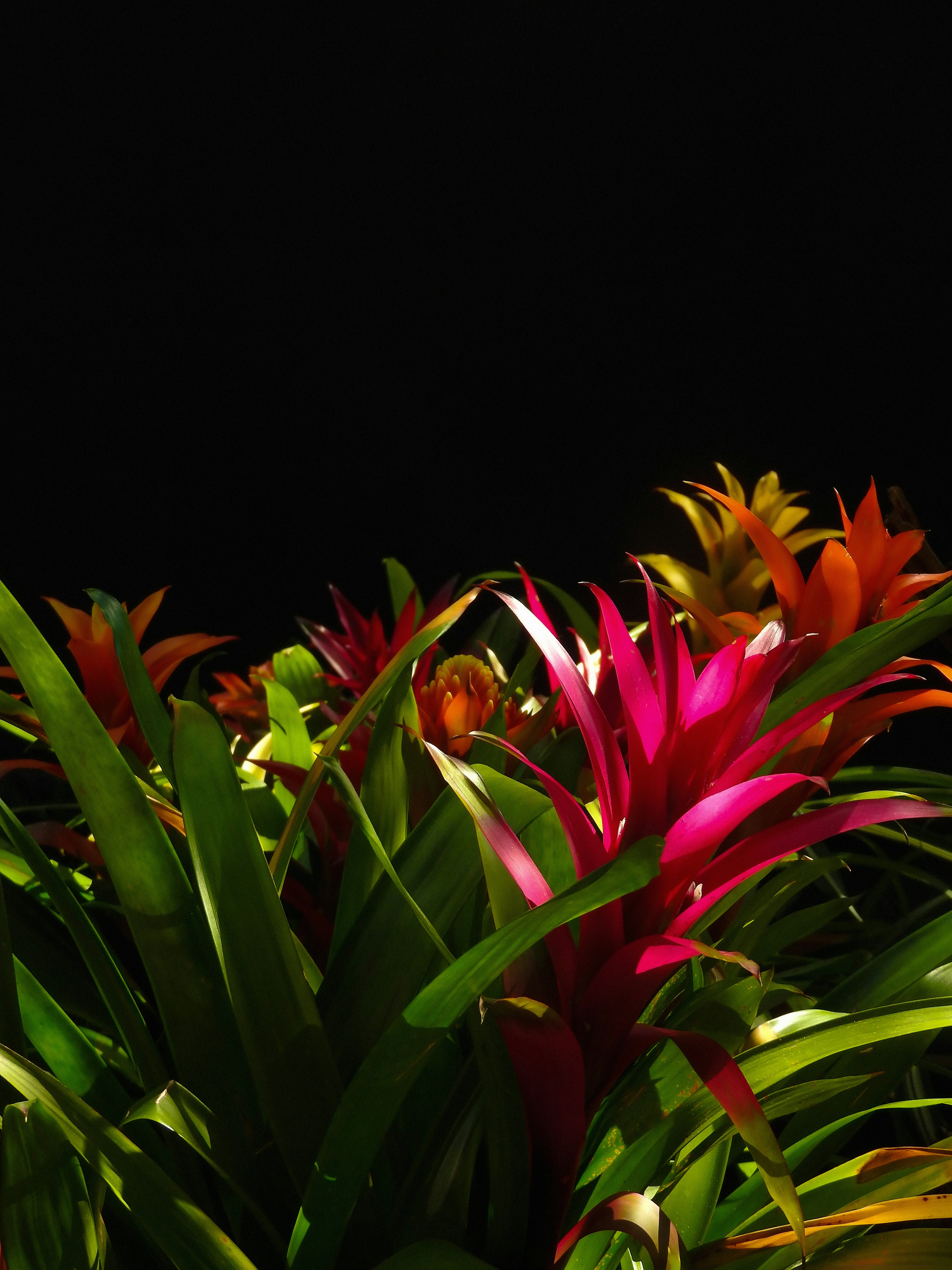 Vibrant tropical flowers emerge from lush green foliage against a stark black background, showcasing their vivid hues and intricate textures.