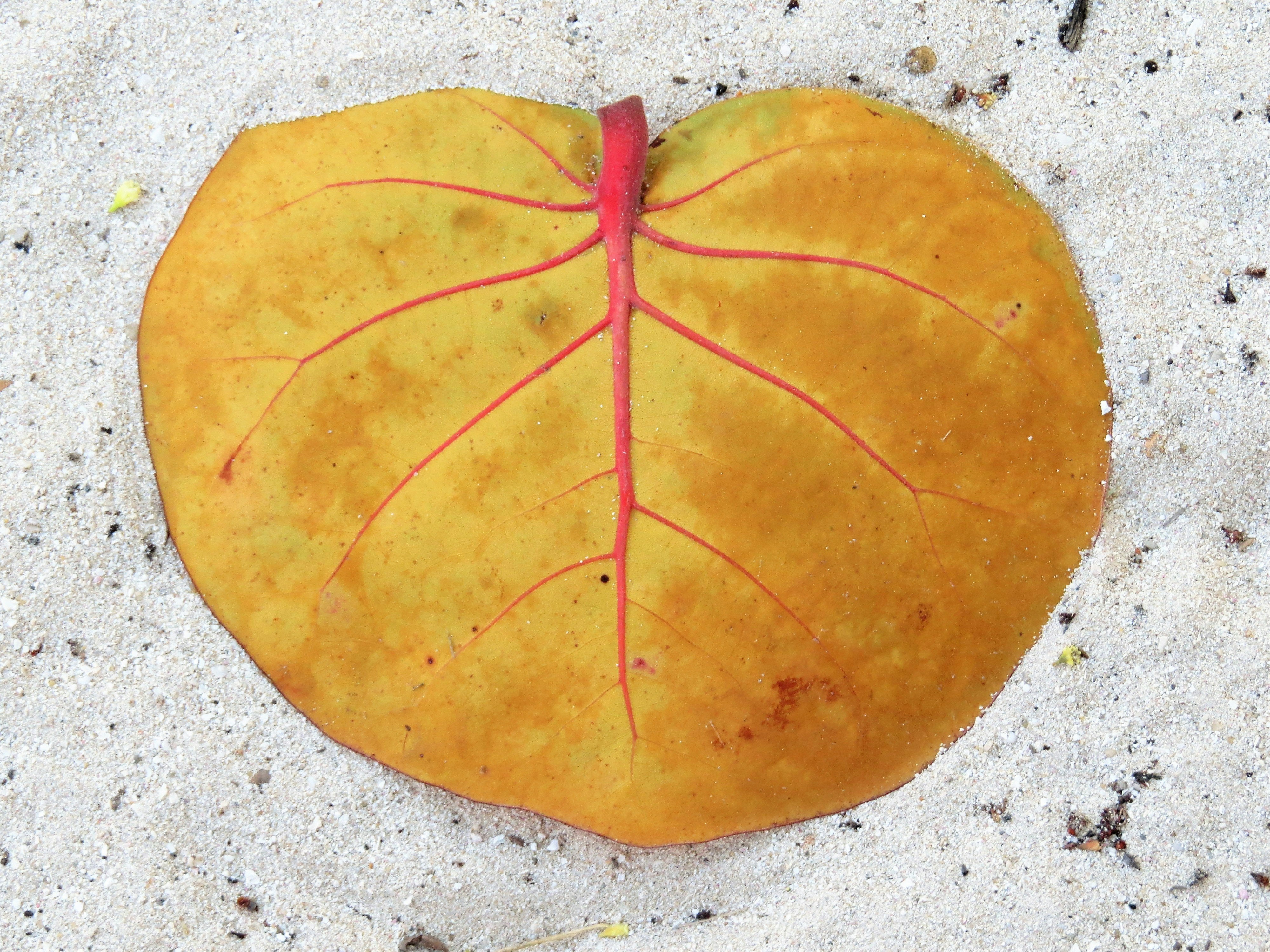The Vein Map of an Autumn Leaf on Grainy Sand