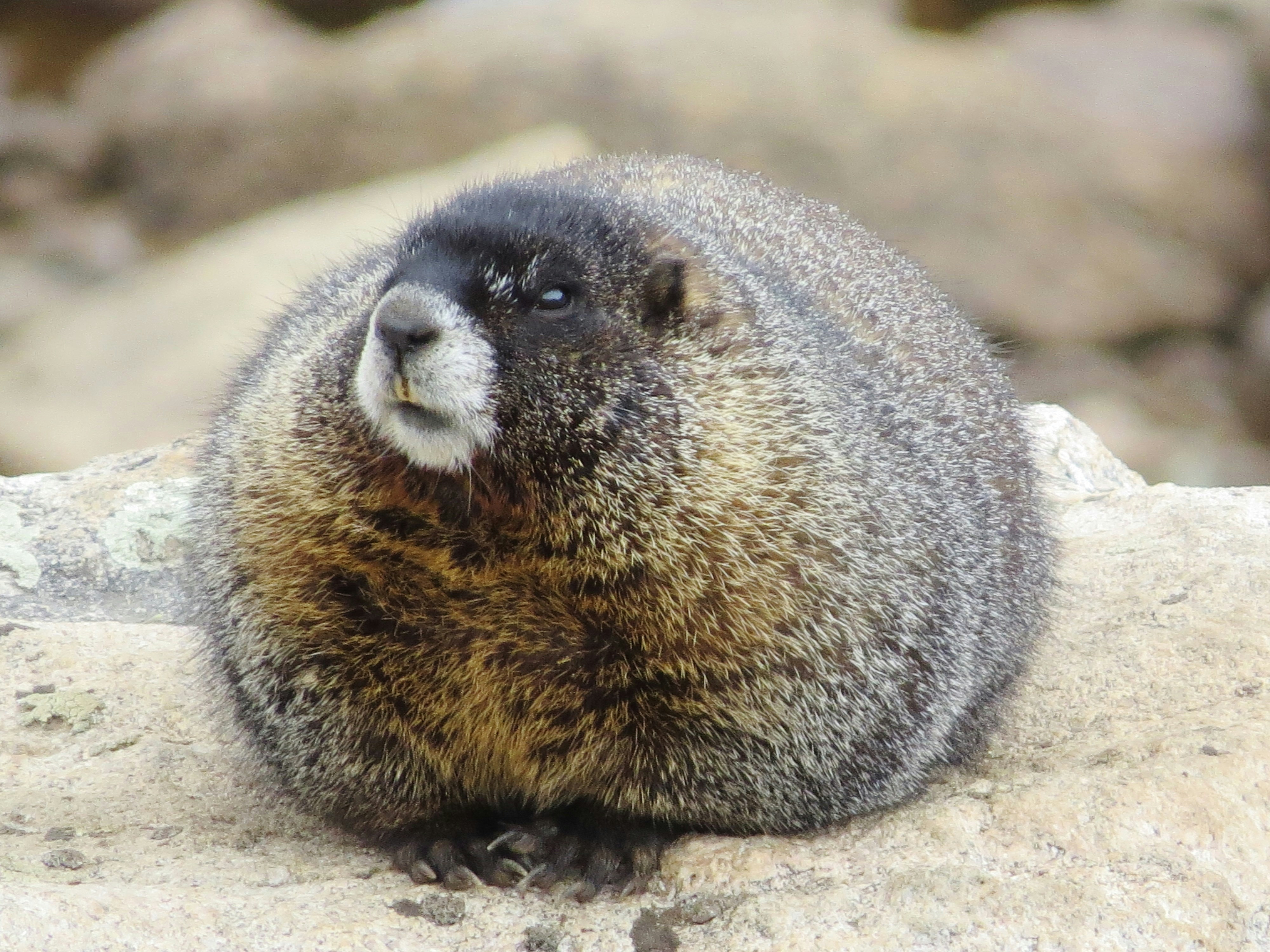 Brown and black rodent on brown rock photo – Free Colorado Image on ...