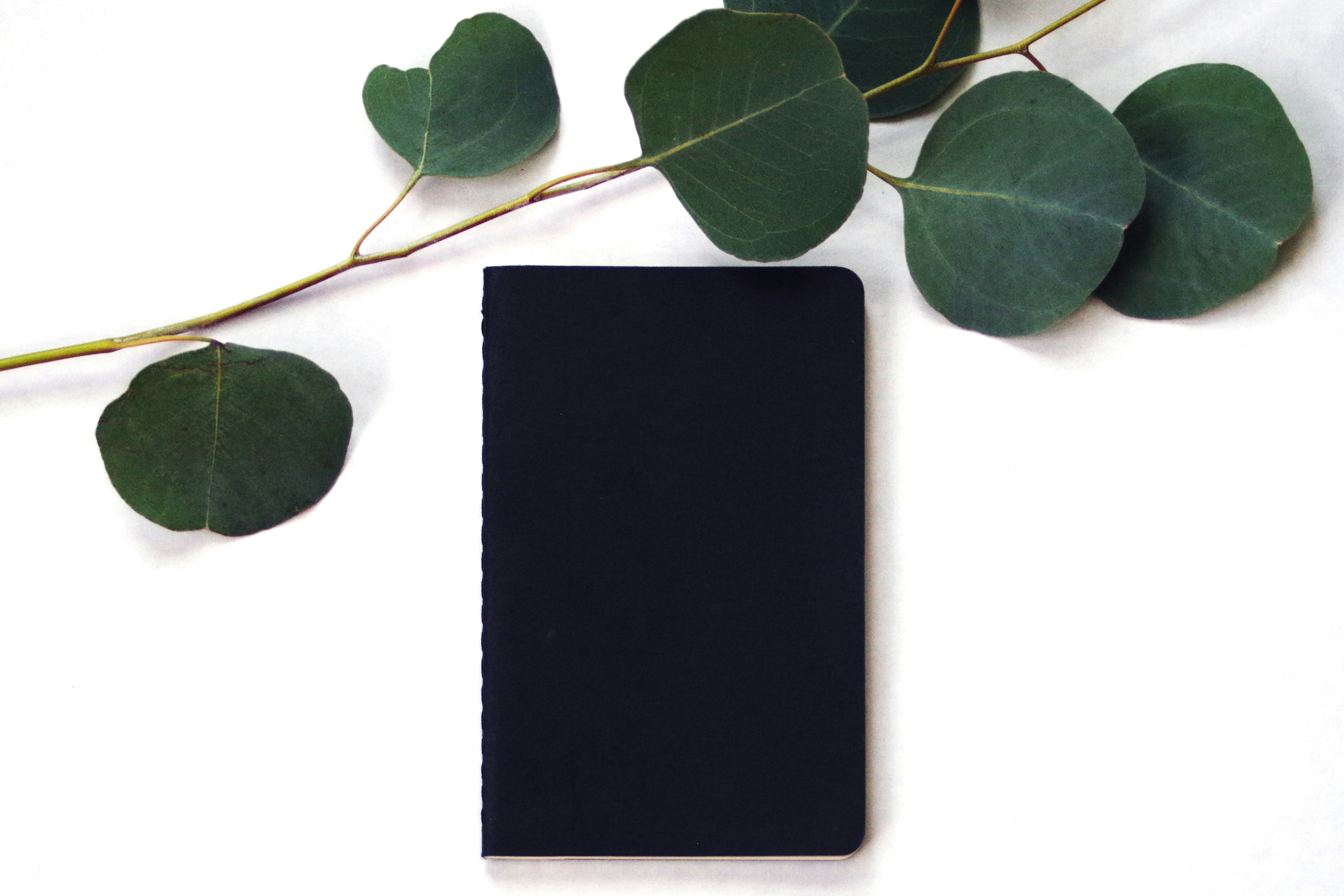 A sleek black notebook positioned elegantly beside delicate green eucalyptus leaves on a white background.