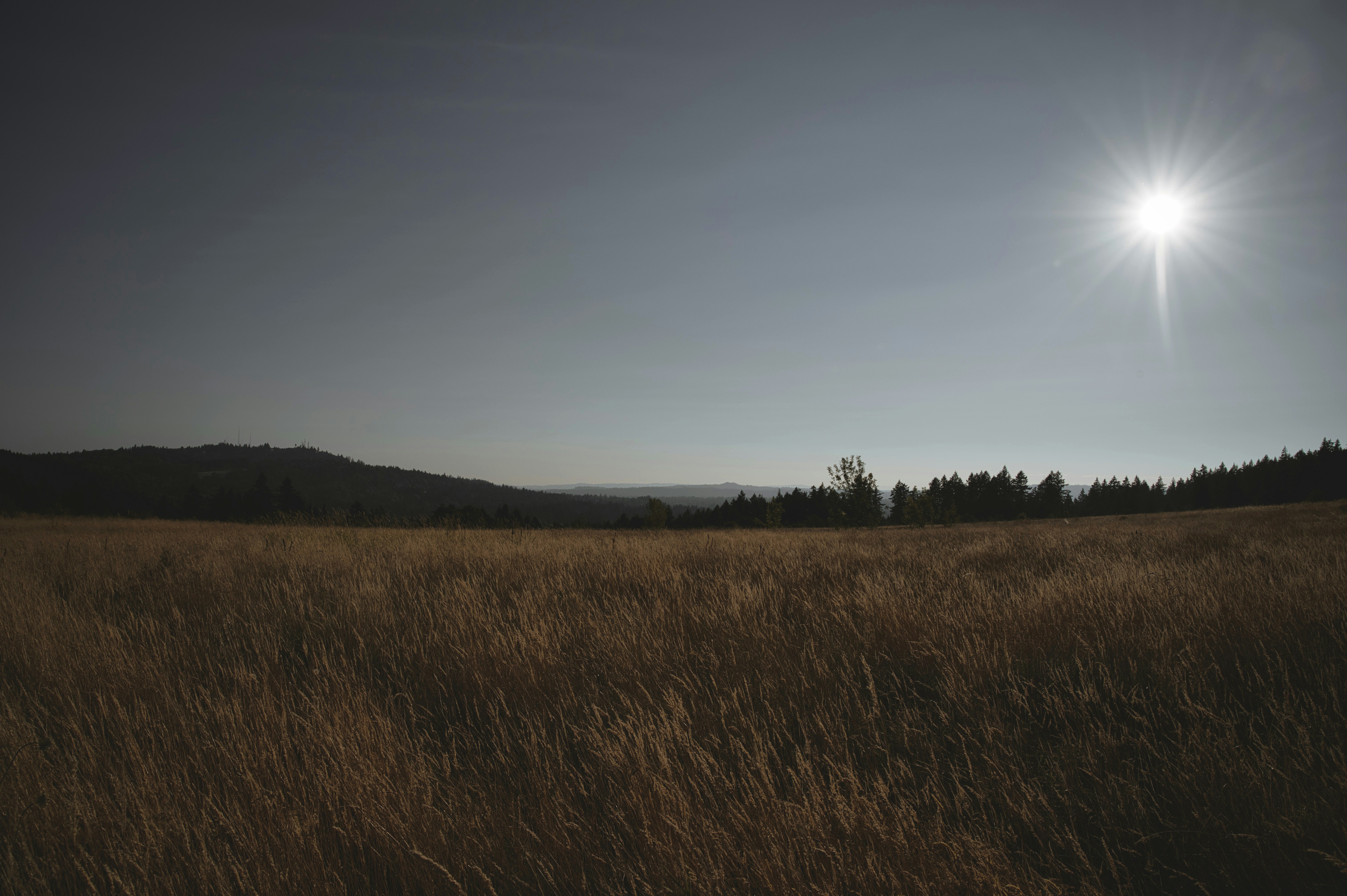 Sunburst Over Windswept Prairie: A Quiet Golden Hour Scene