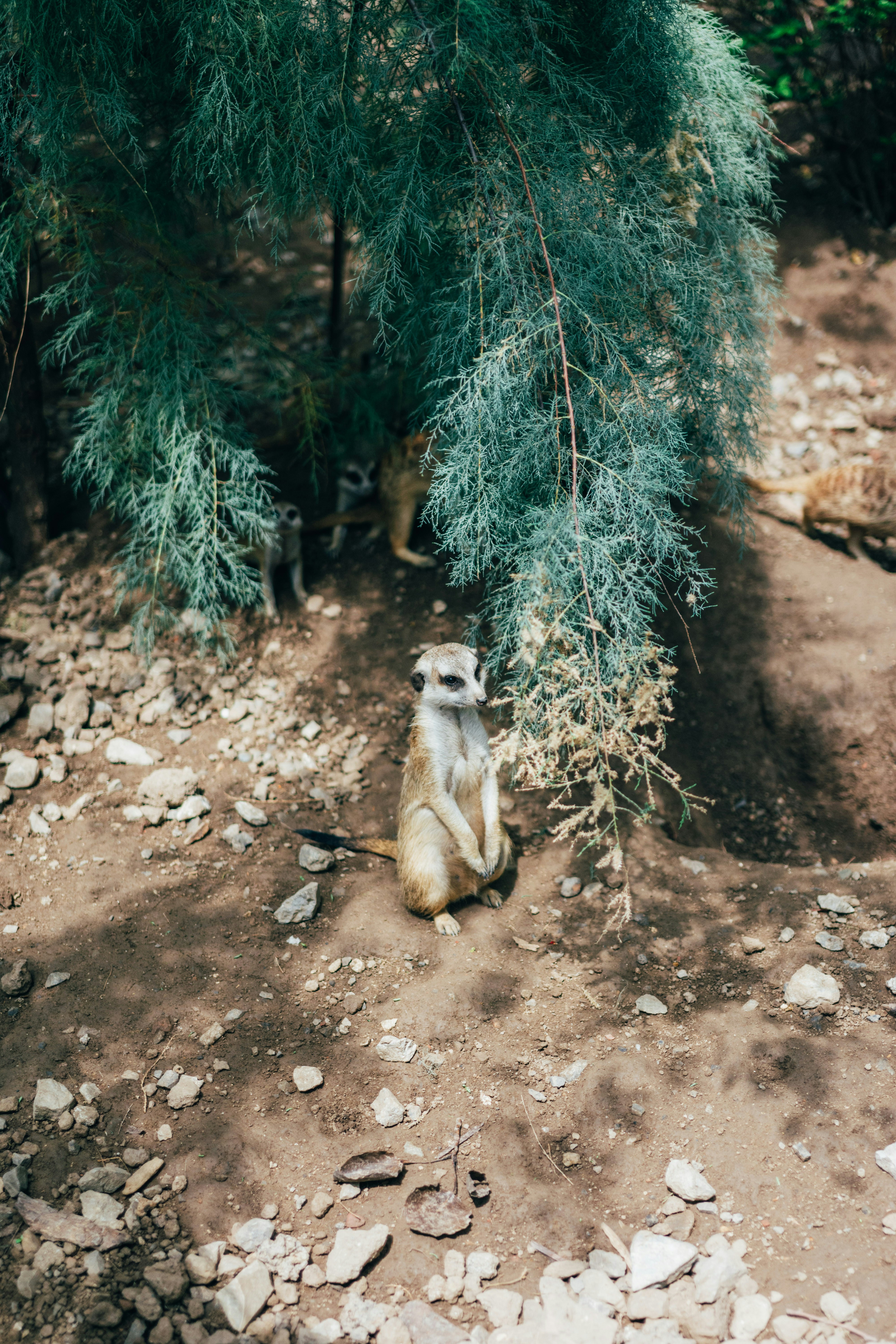 Meerkat in Dappled Light: Vigil Beneath the Hanging Foliage