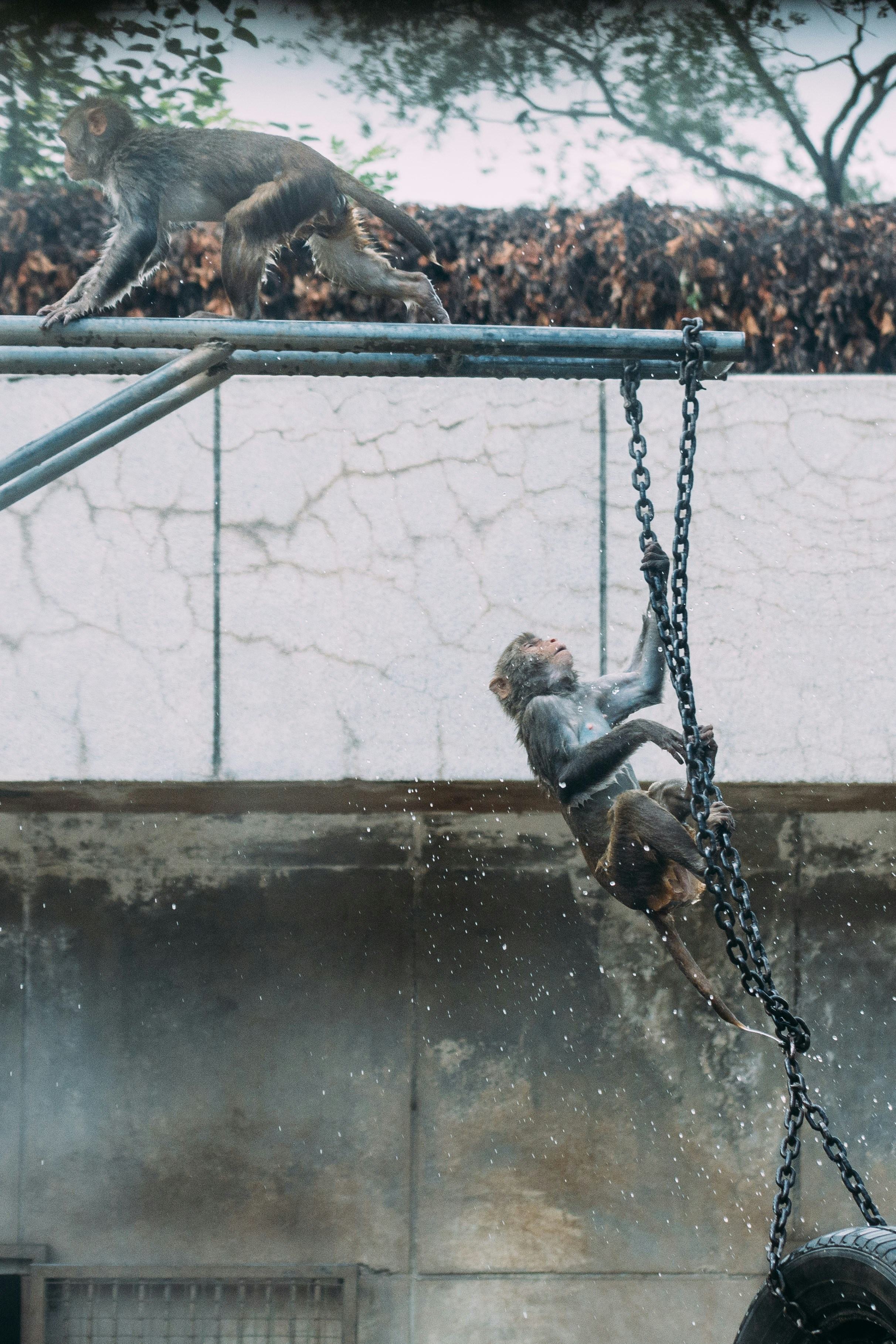 Monkeys on a Weathered Stage: Chains, Cliff, and a Leap of Gravity