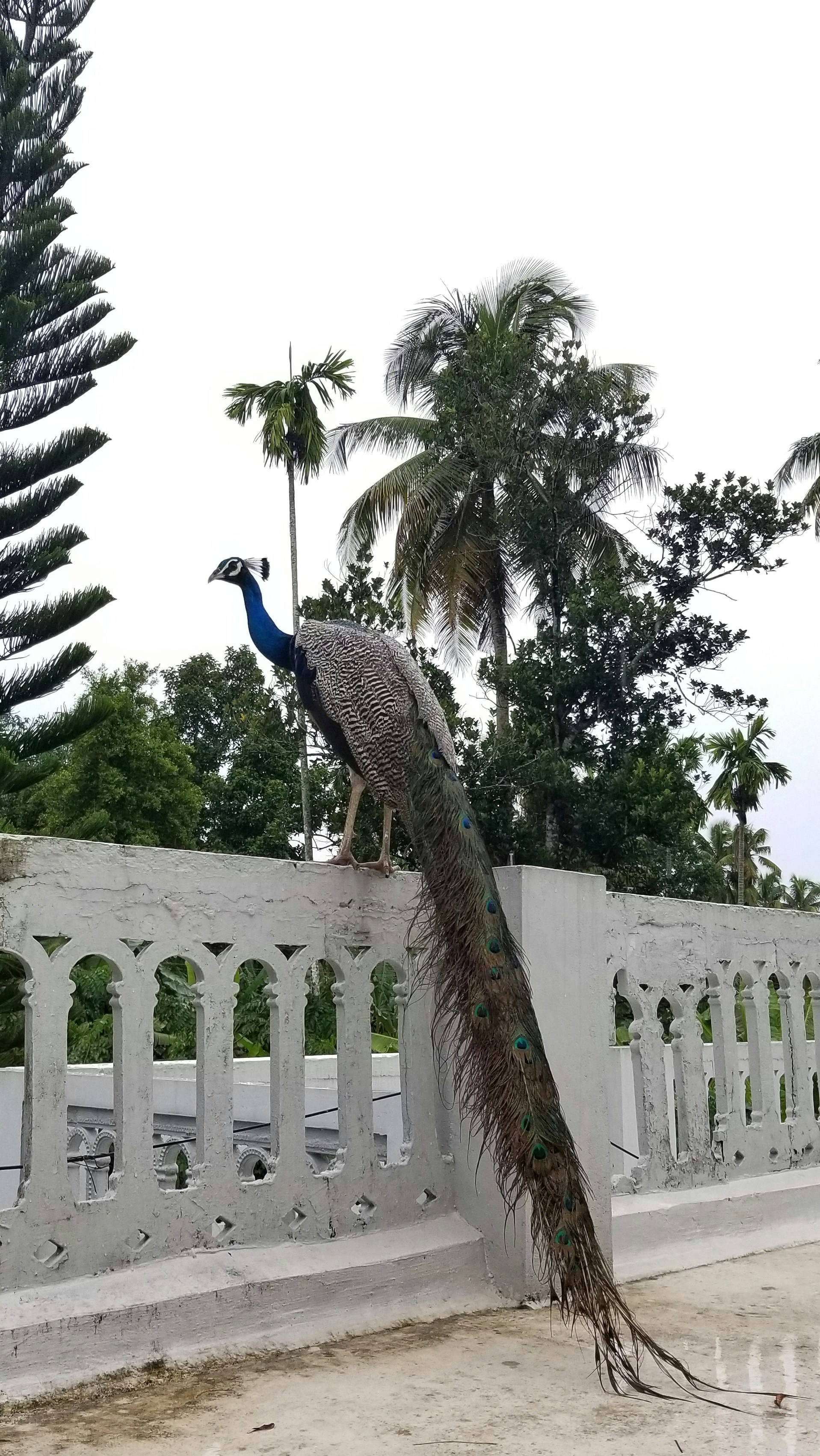 Mukil Menon (@mukilmenon) | Comunidade de fotos da Unsplash