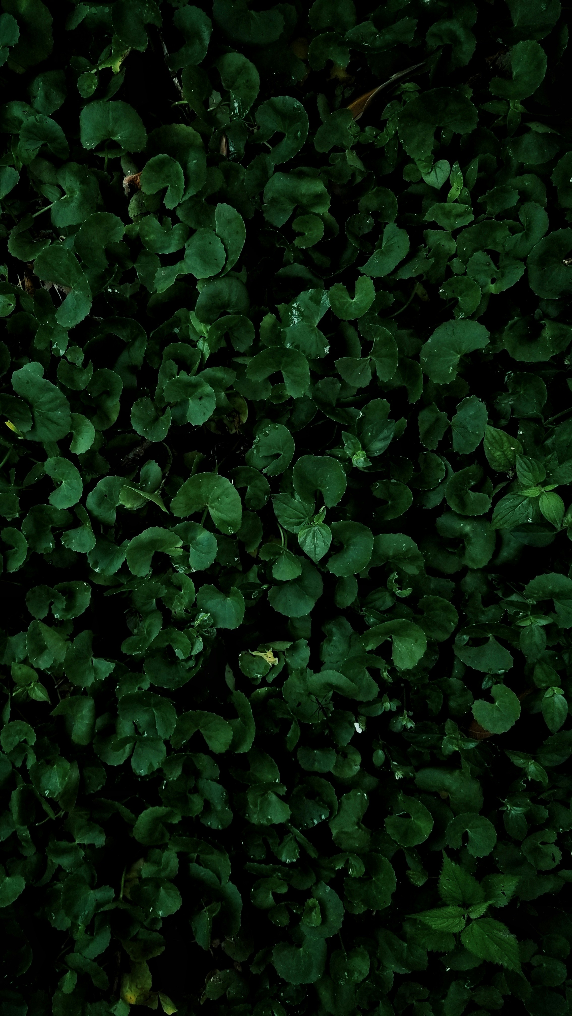 Mukil Menon (@mukilmenon) | Unsplash Photo Community