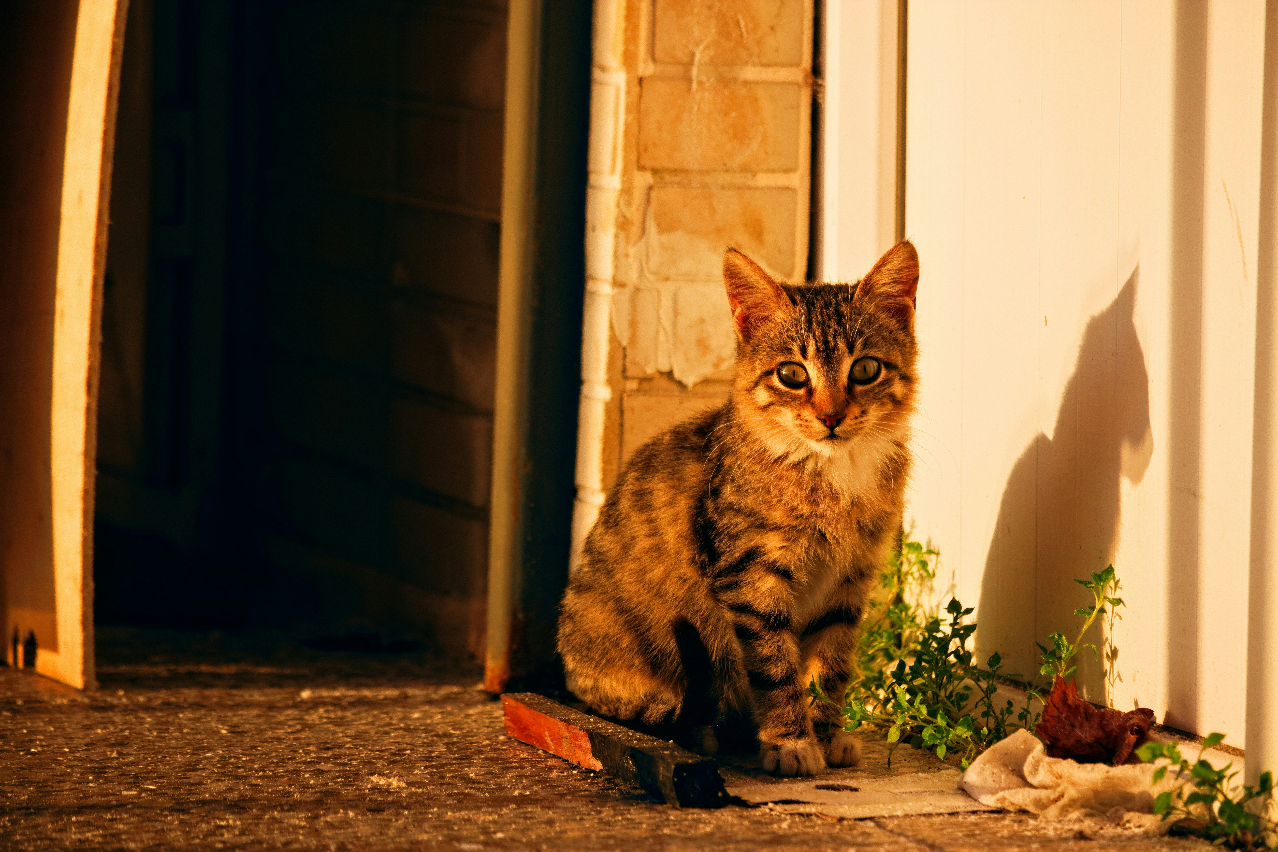 A tabby cat sits quietly in a sunlit corner, casting a shadow on the ground while surrounded by greenery and urban textures.