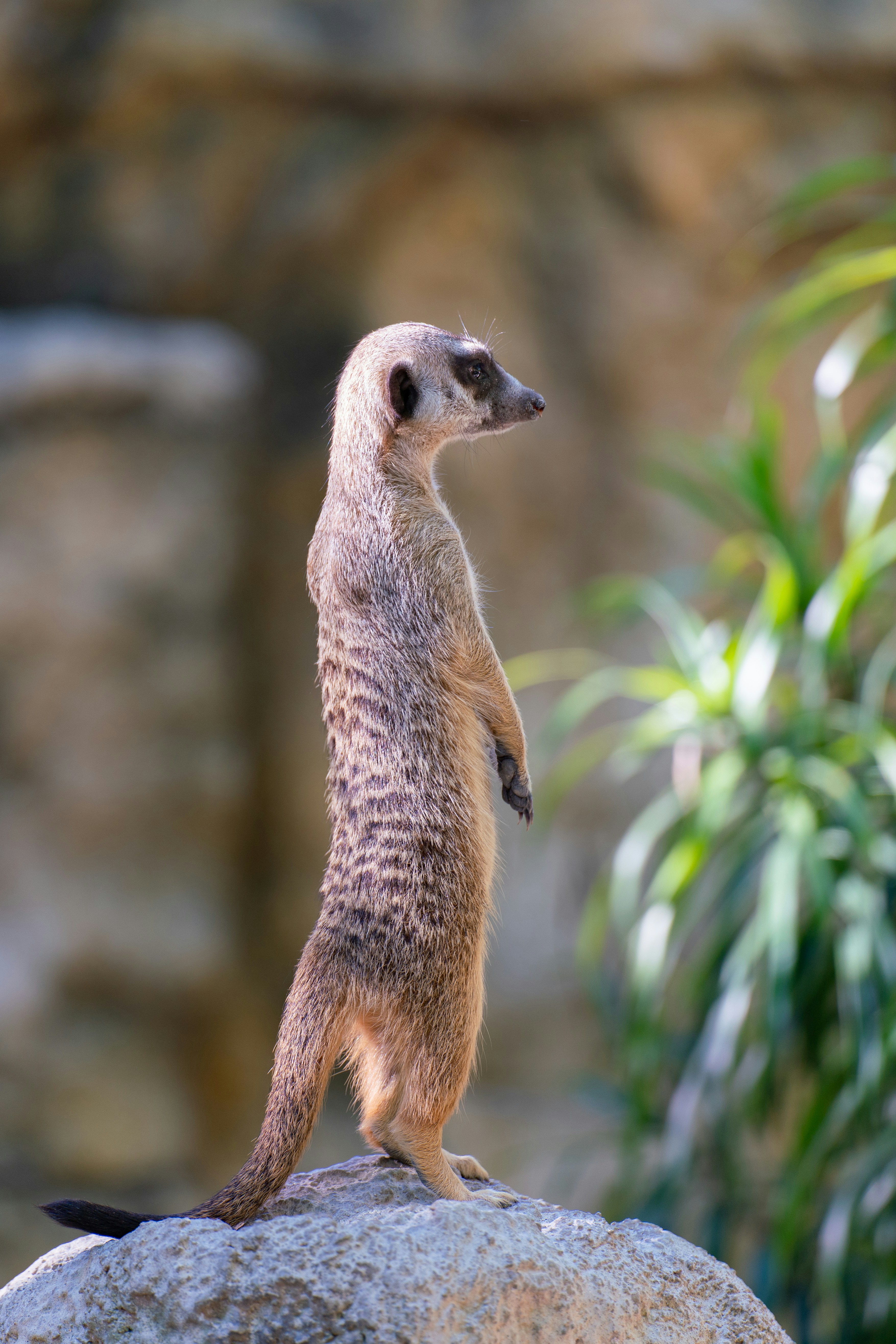 Meerkat observing