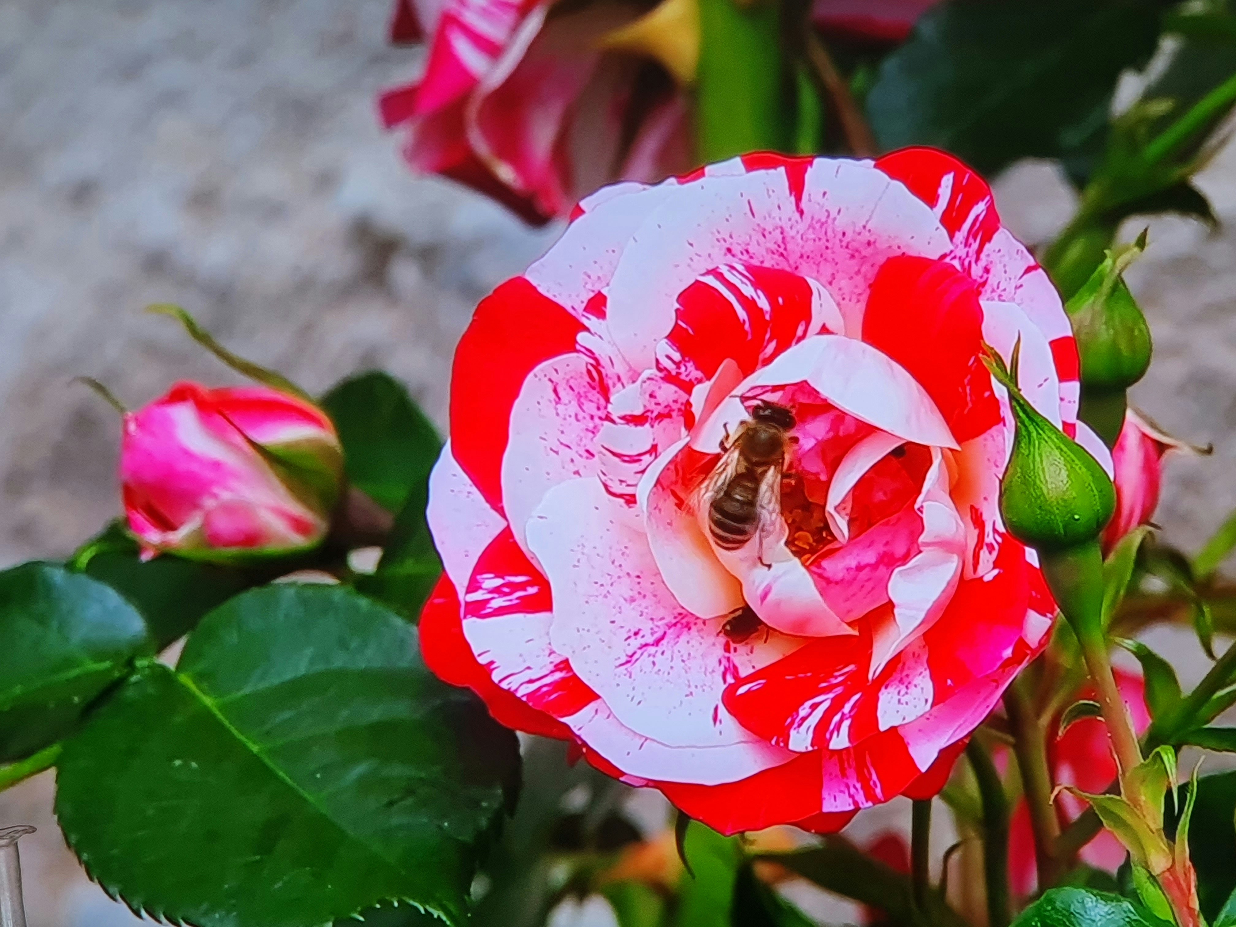 black and brown bee on pink flower