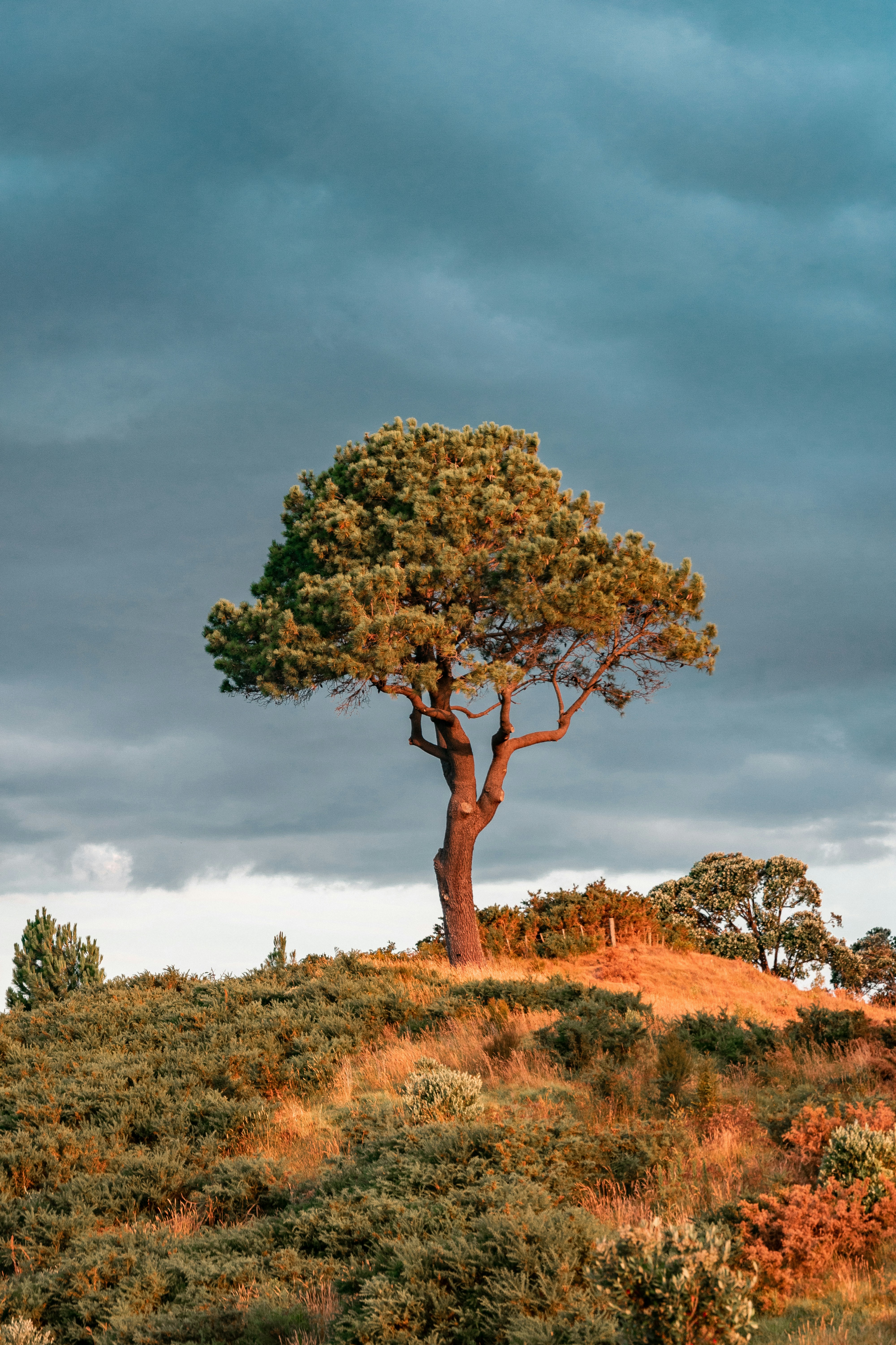 Alone Tree Pictures | Download Free Images on Unsplash