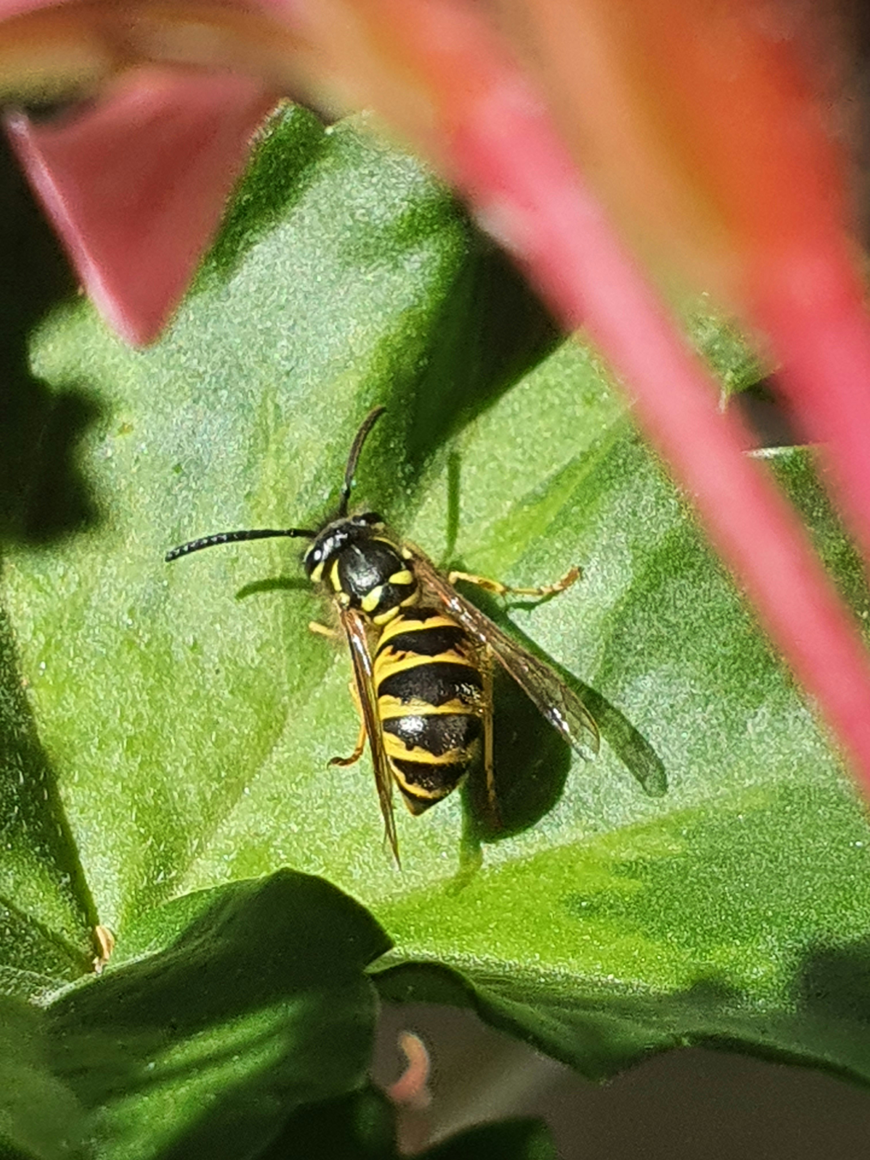 black and yellow bee on green leaf