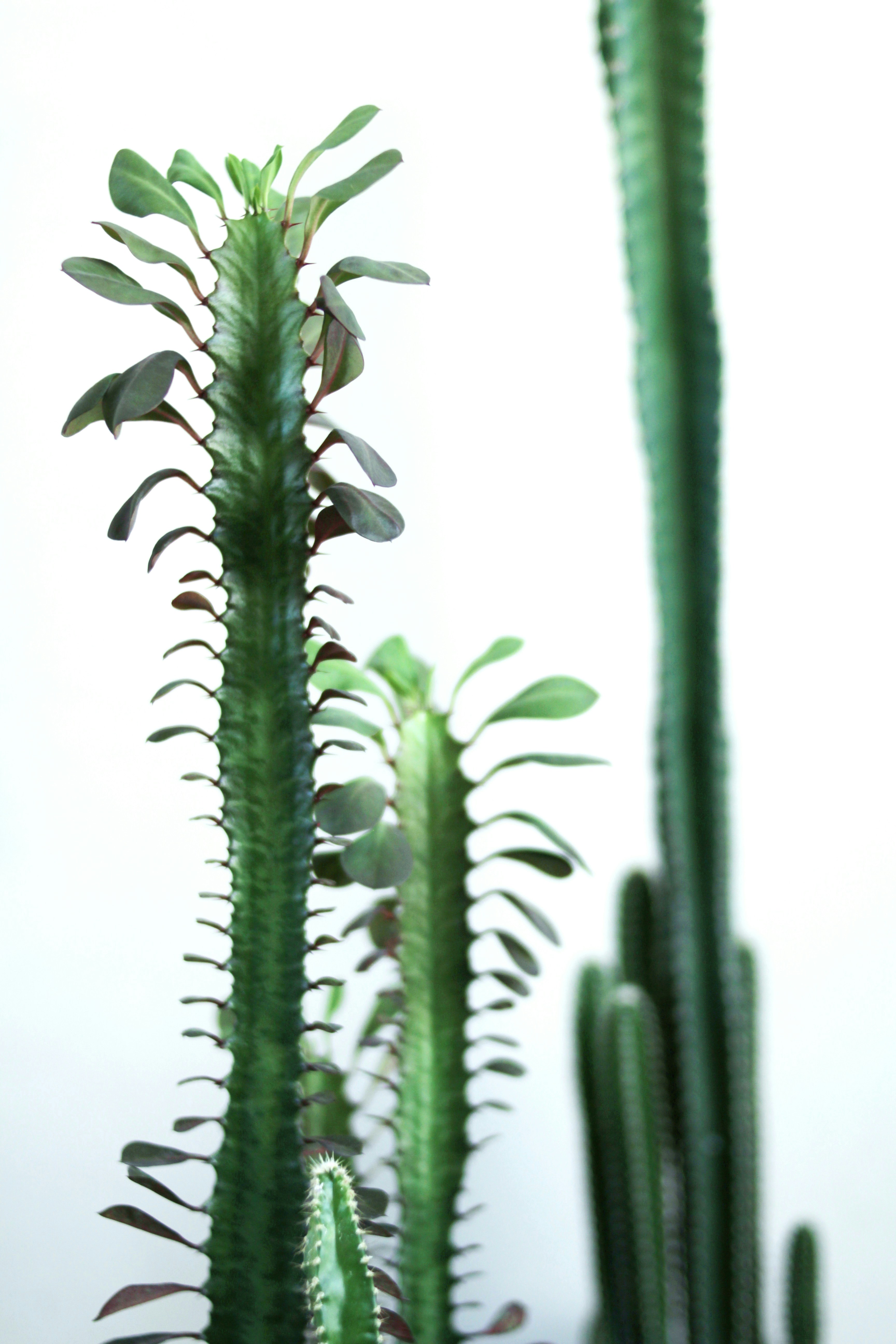 Photo by Alejandra Rodríguez with Canon EOS 650D