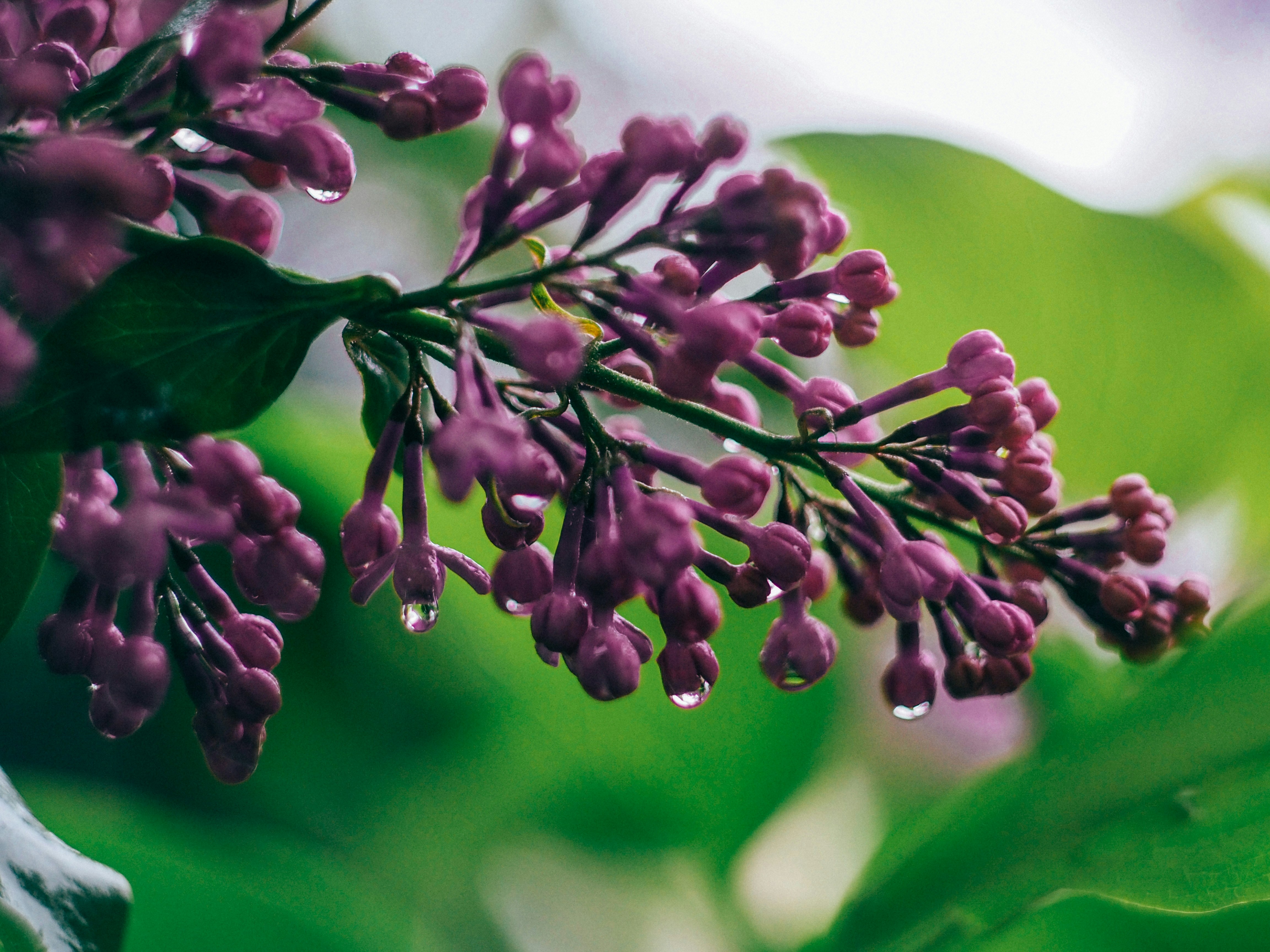 Photo by Daria Shatova with Olympus PEN E-PL9