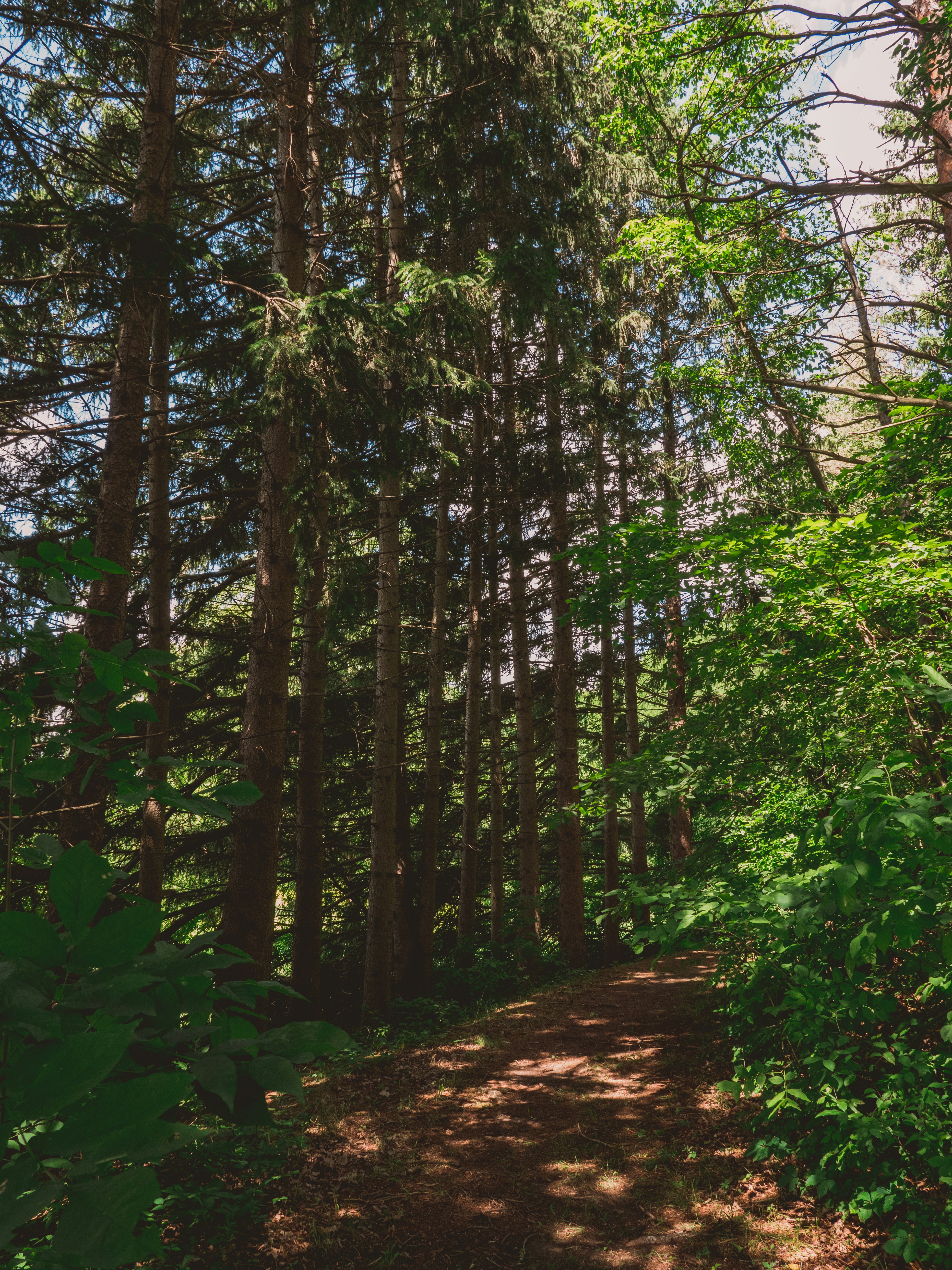 Row Of Trees Pictures | Download Free Images on Unsplash