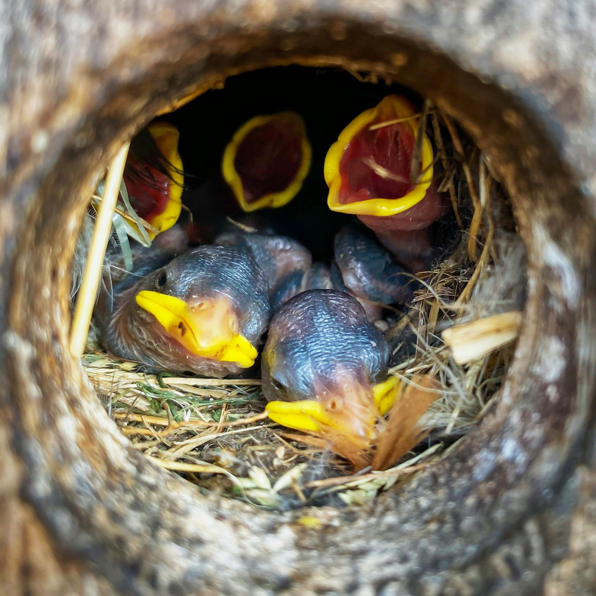 Hungry babies wait for the next meal.