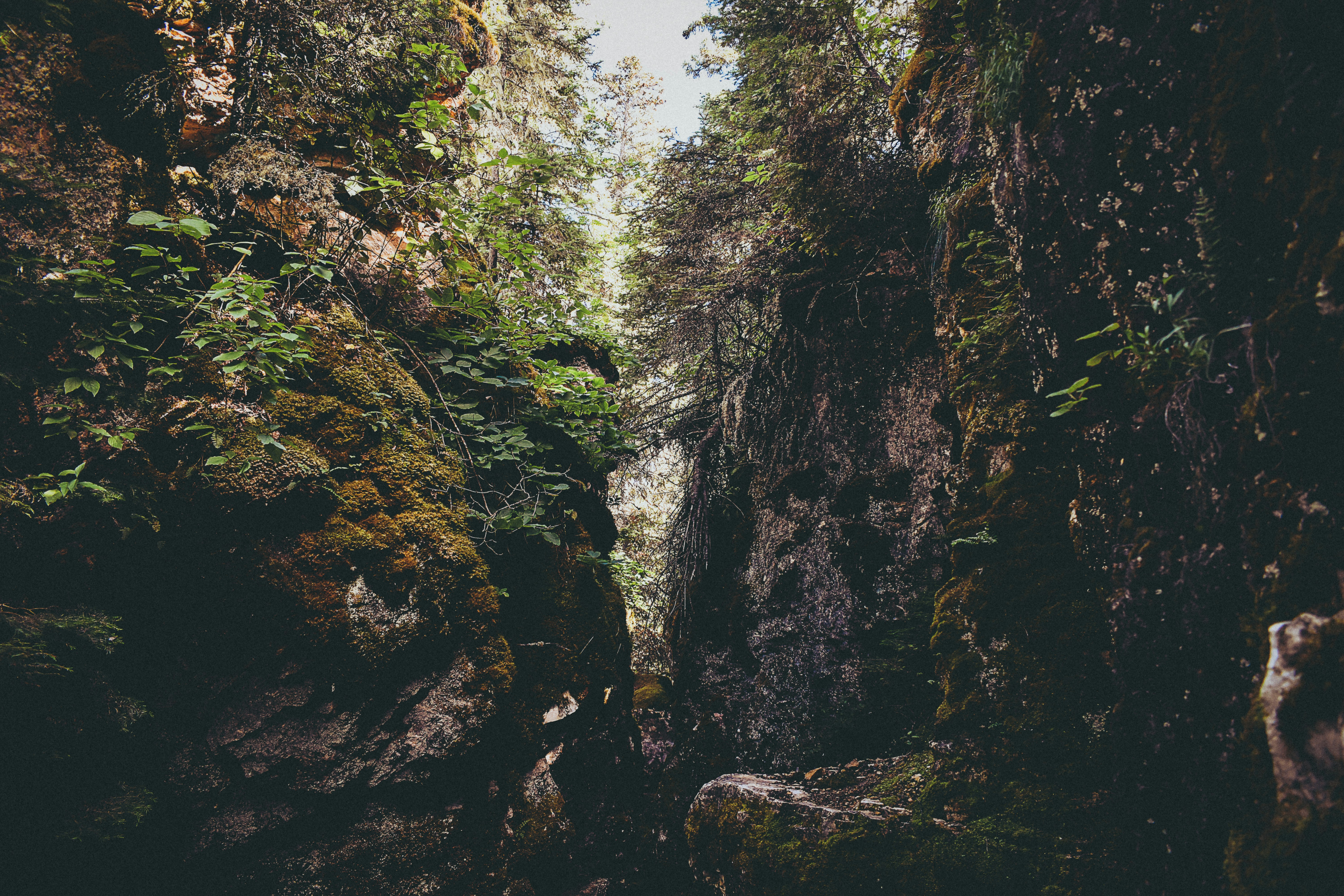 Foto Árboles verdes en las montañas rocosas durante el día – Imagen ...