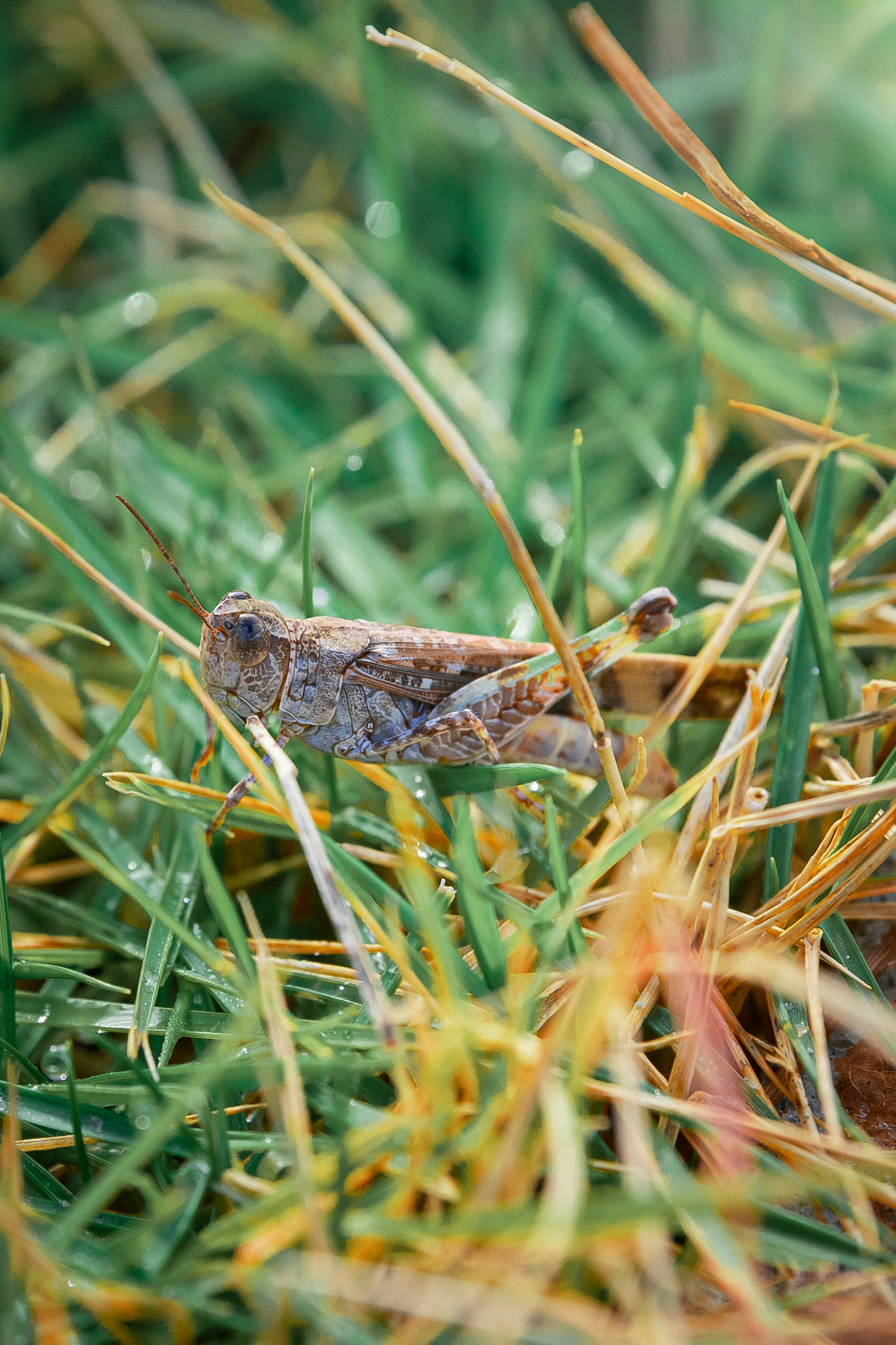 Brown and black grasshopper on green grass during daytime photo – Free ...
