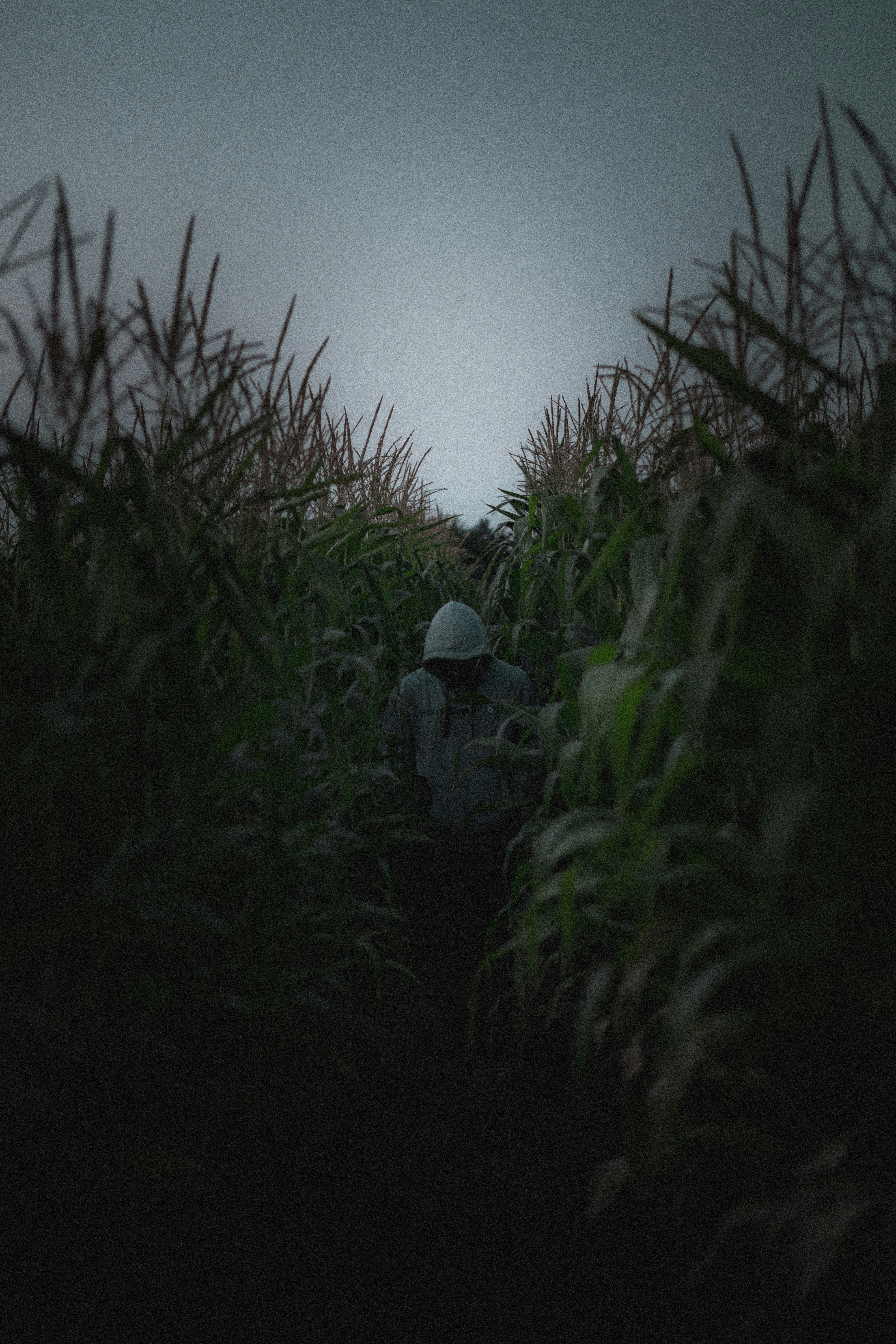 Between the Rows: Twilight Figure in a Cornfield