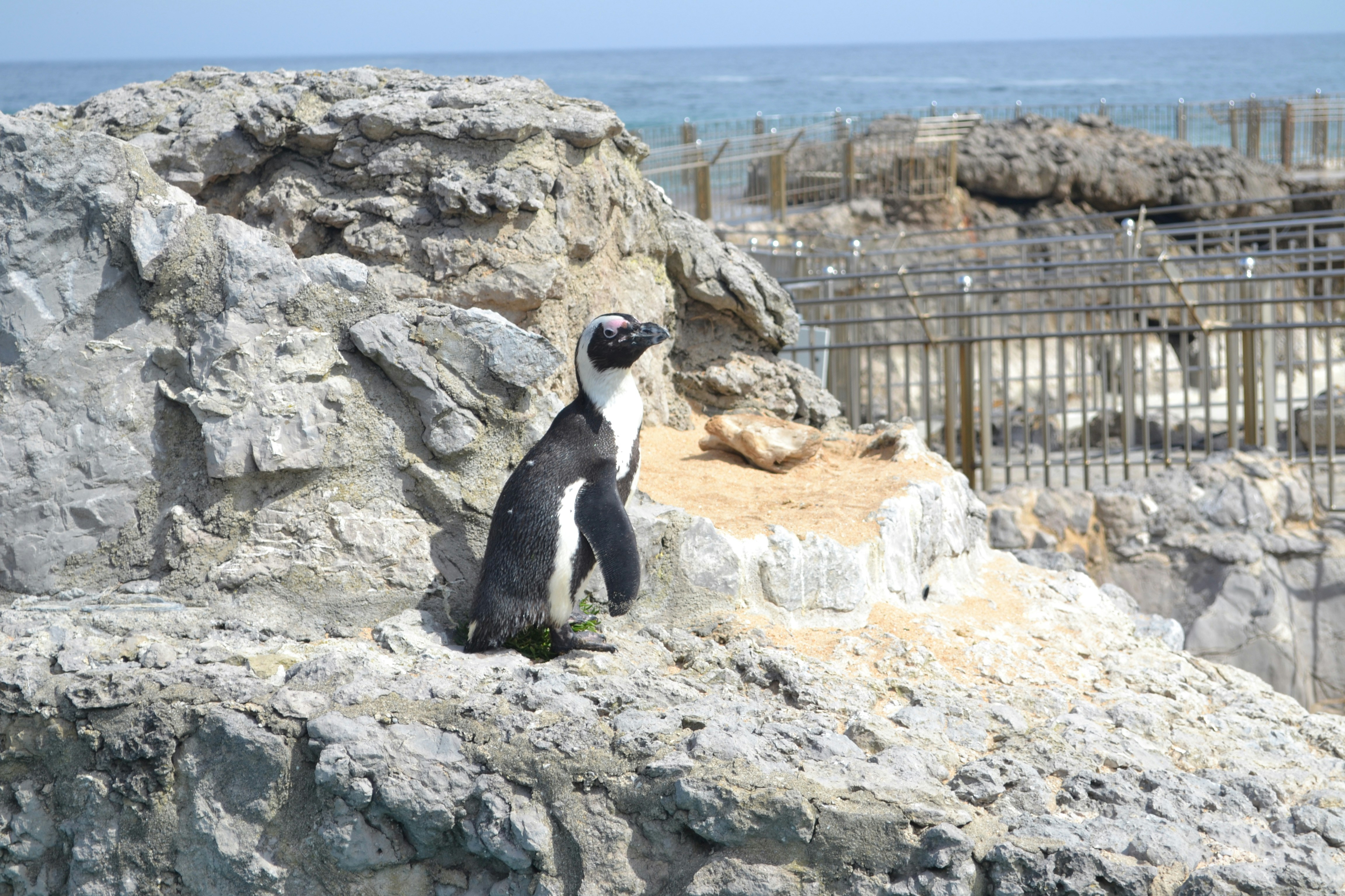 Penguin on rocky hill during daytime photo – Free Animal Image on Unsplash