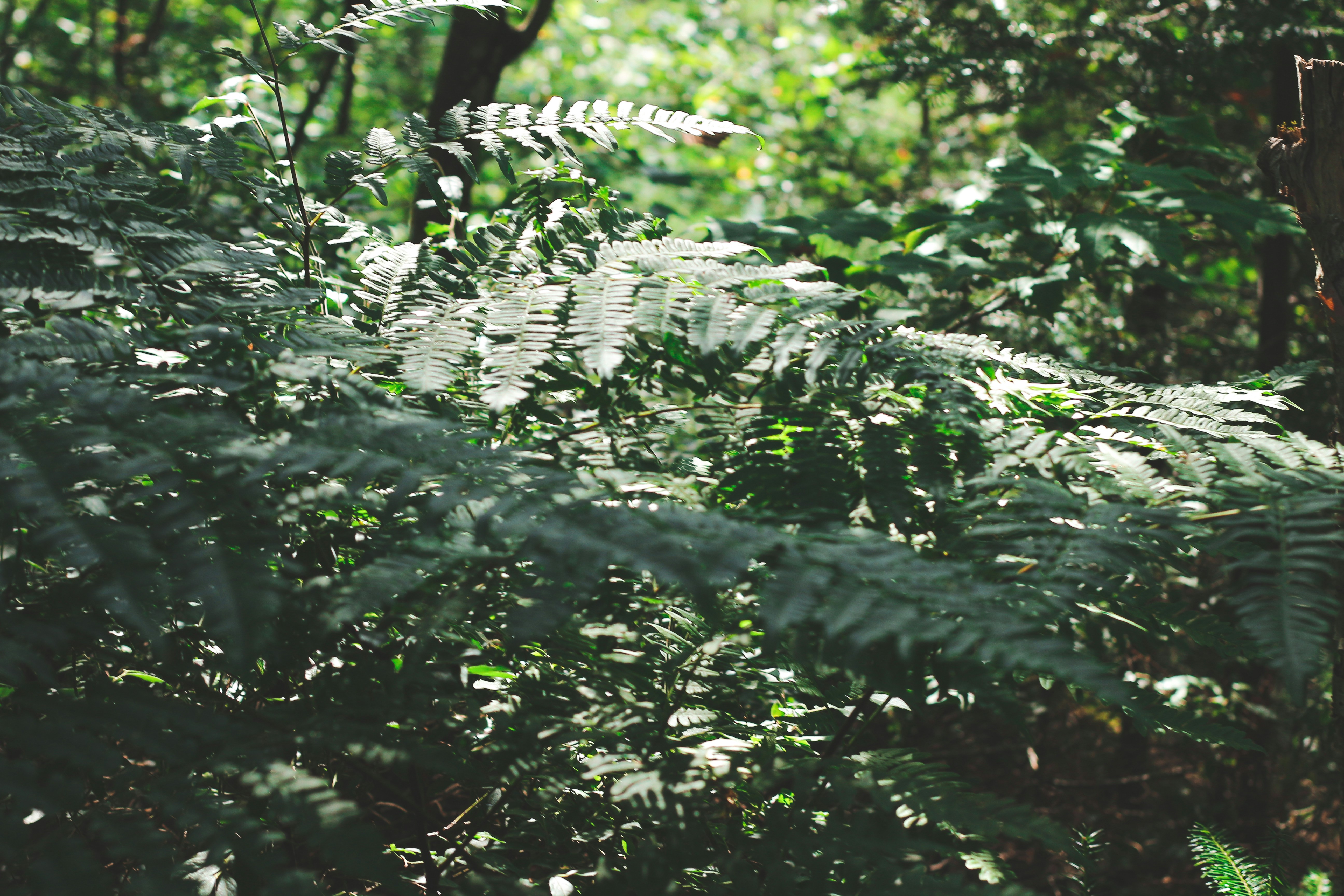 Delicate ferns interwoven with dappled sunlight in a vibrant forest setting, showcasing the beauty of nature's greenery.
