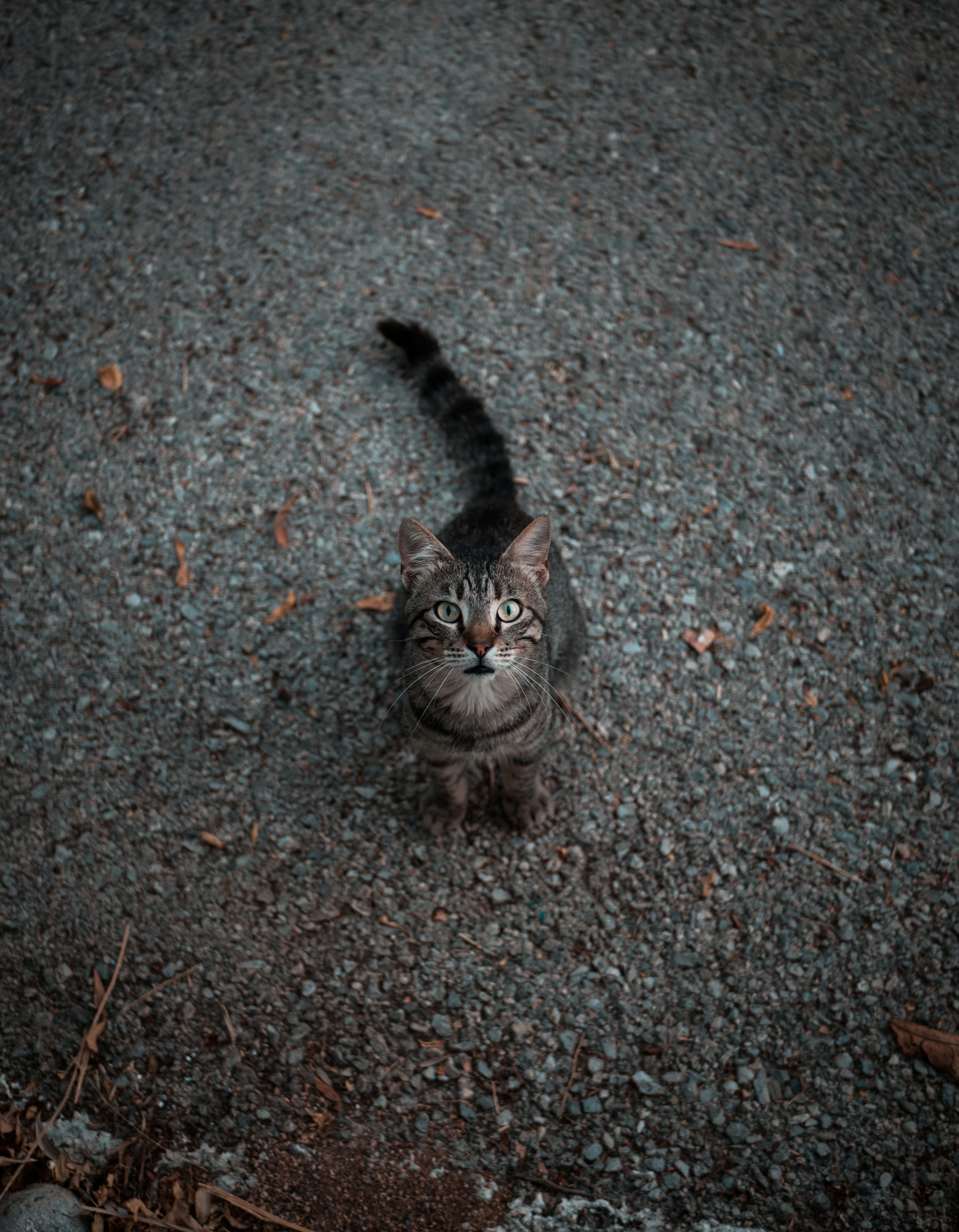 A tabby cat stands on a gravel surface, looking up with wide eyes, surrounded by scattered leaves.