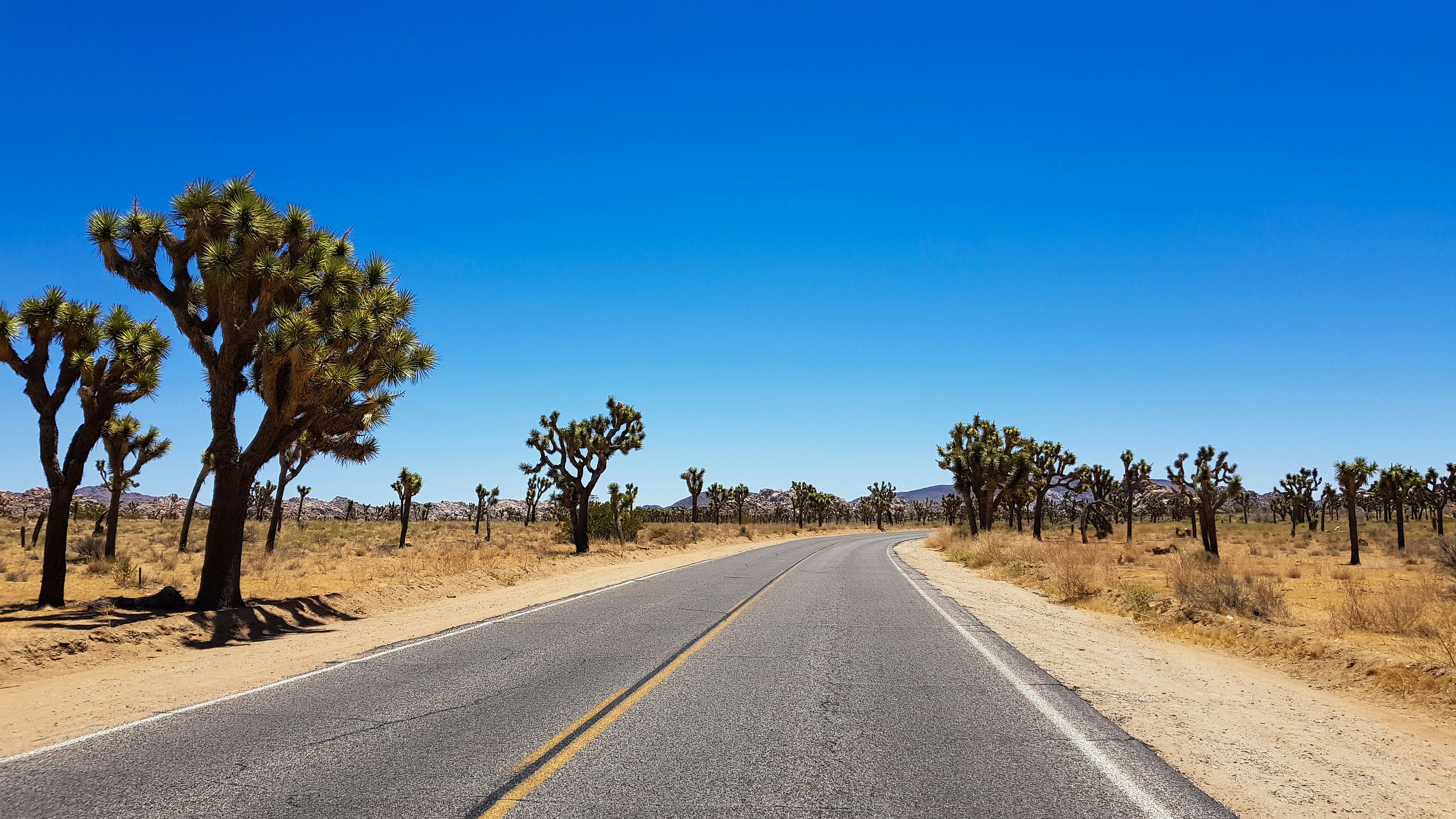 Road at Joshua Tree, California, USA